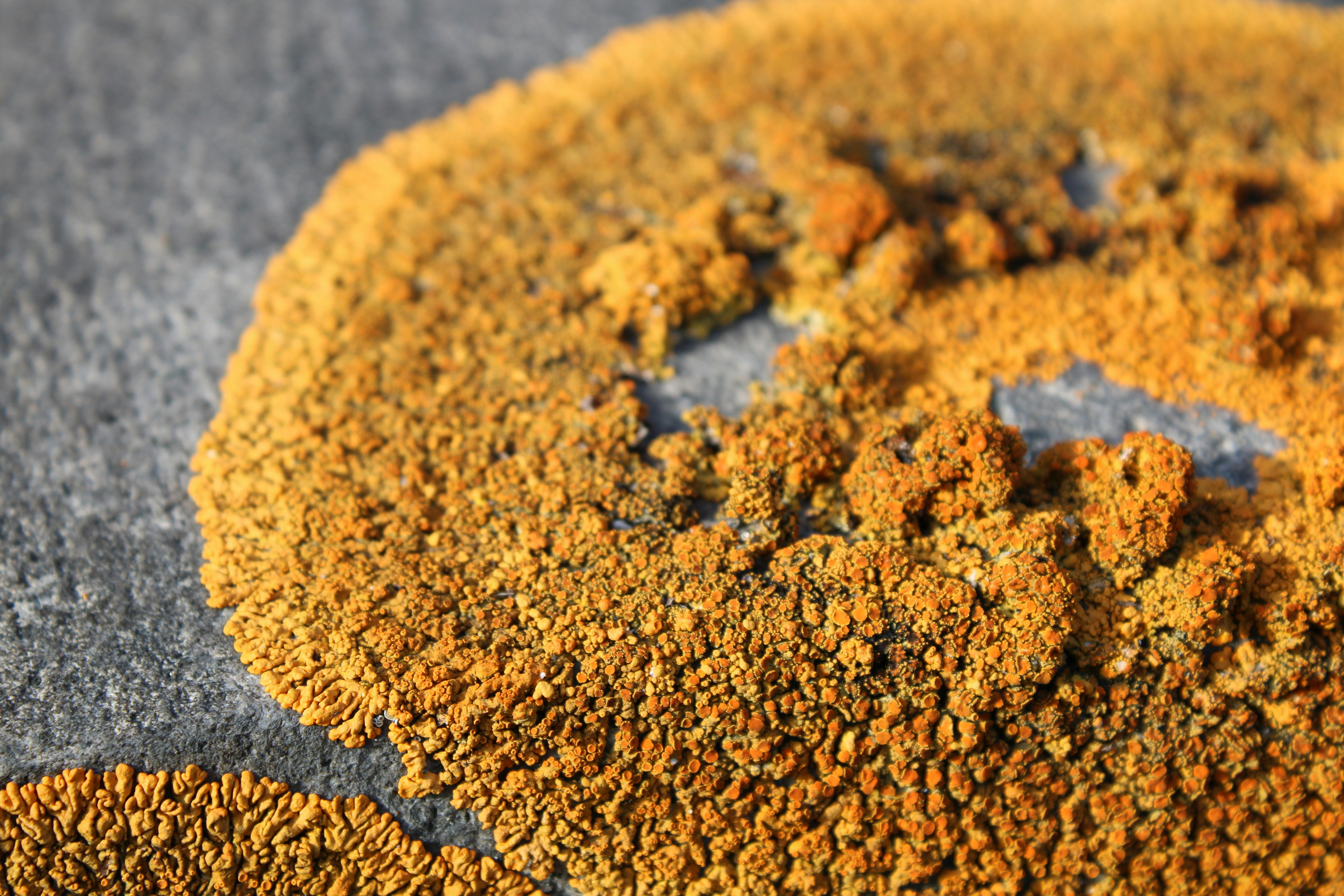 Photo by Brooklyn MacNally with Canon EOS 2000D