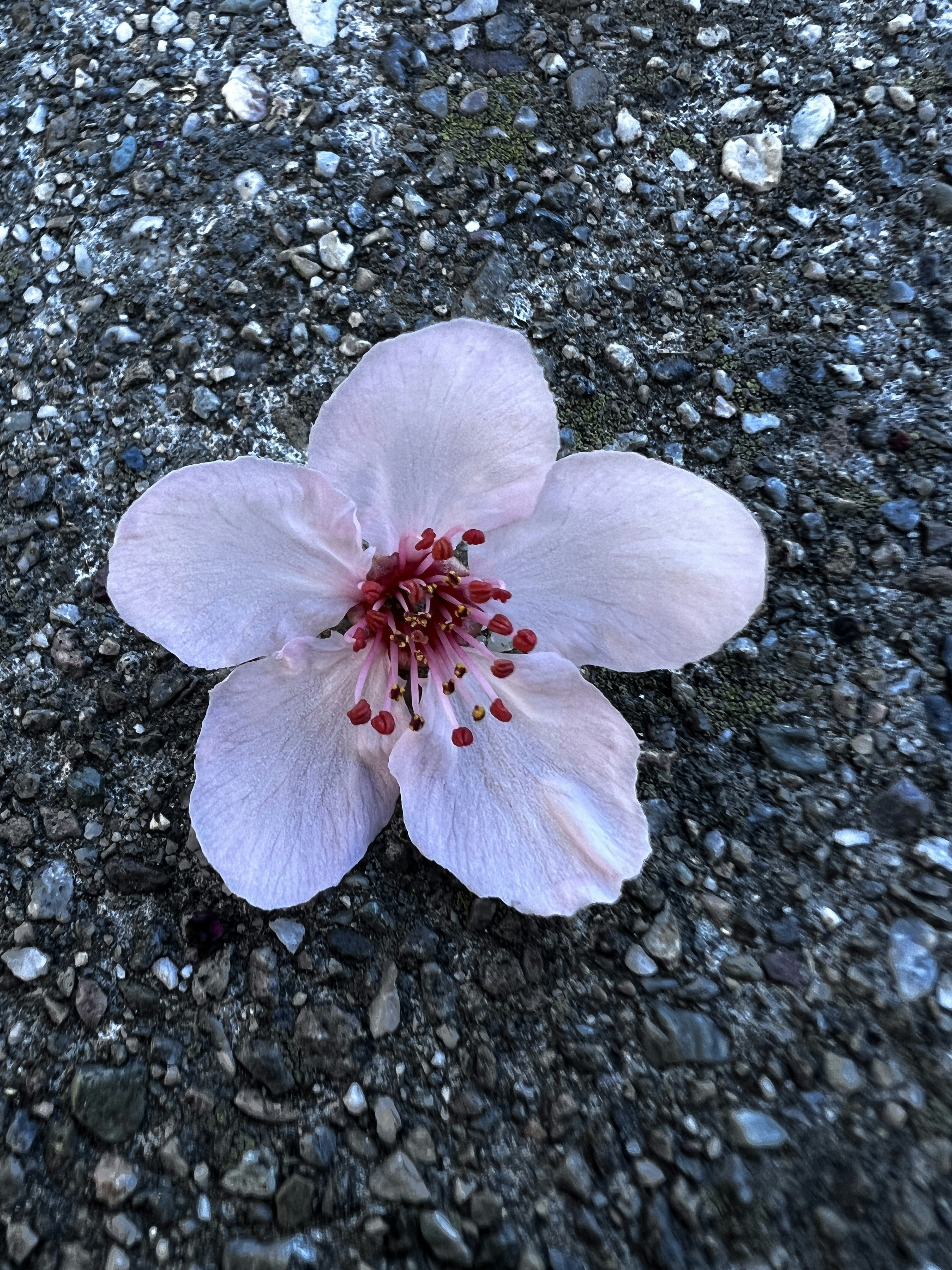 Photo by srujana v with Apple iPhone 13 Pro Max