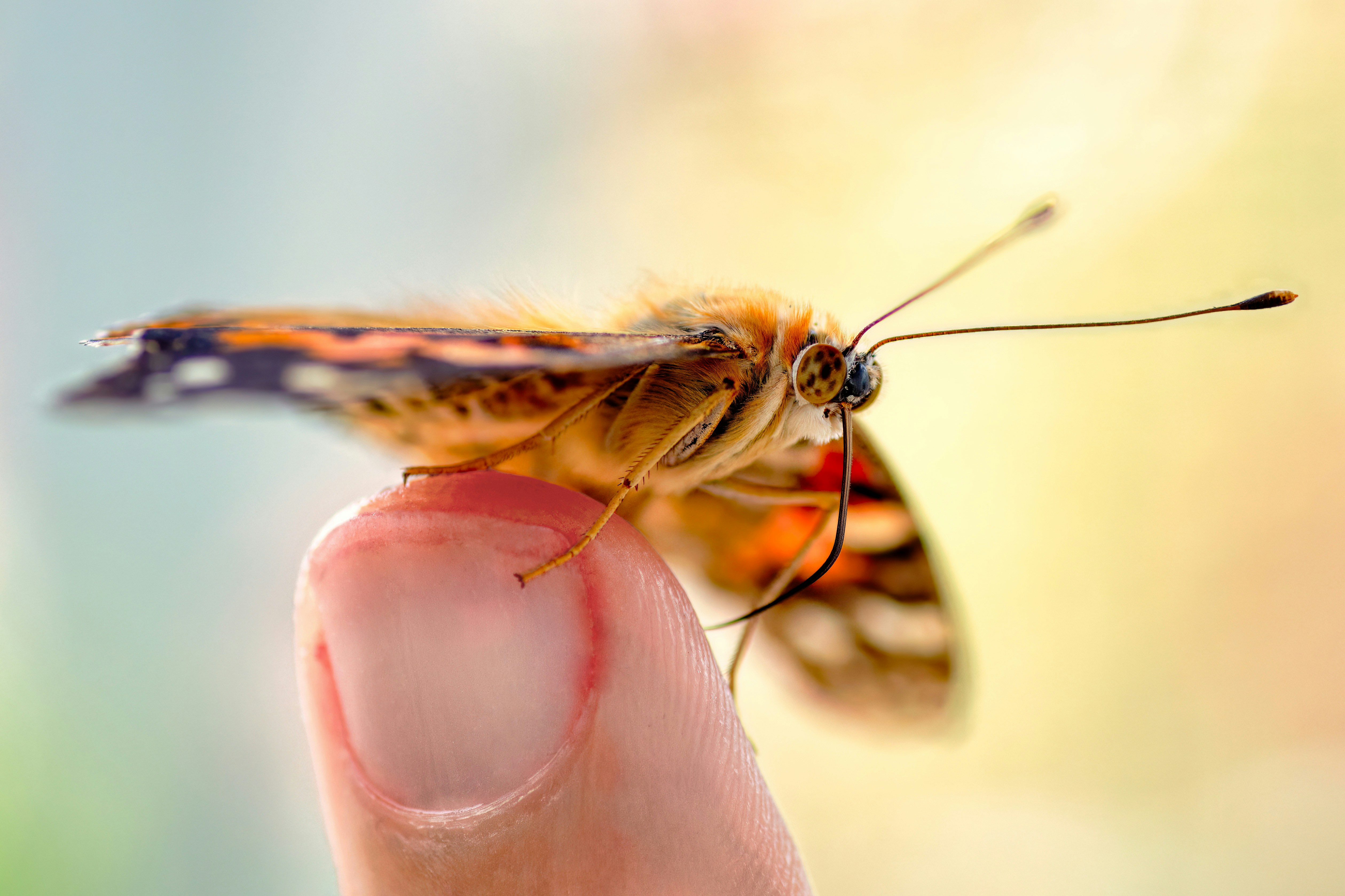 Painted Lady on a Fingertip: a micro-macro moment