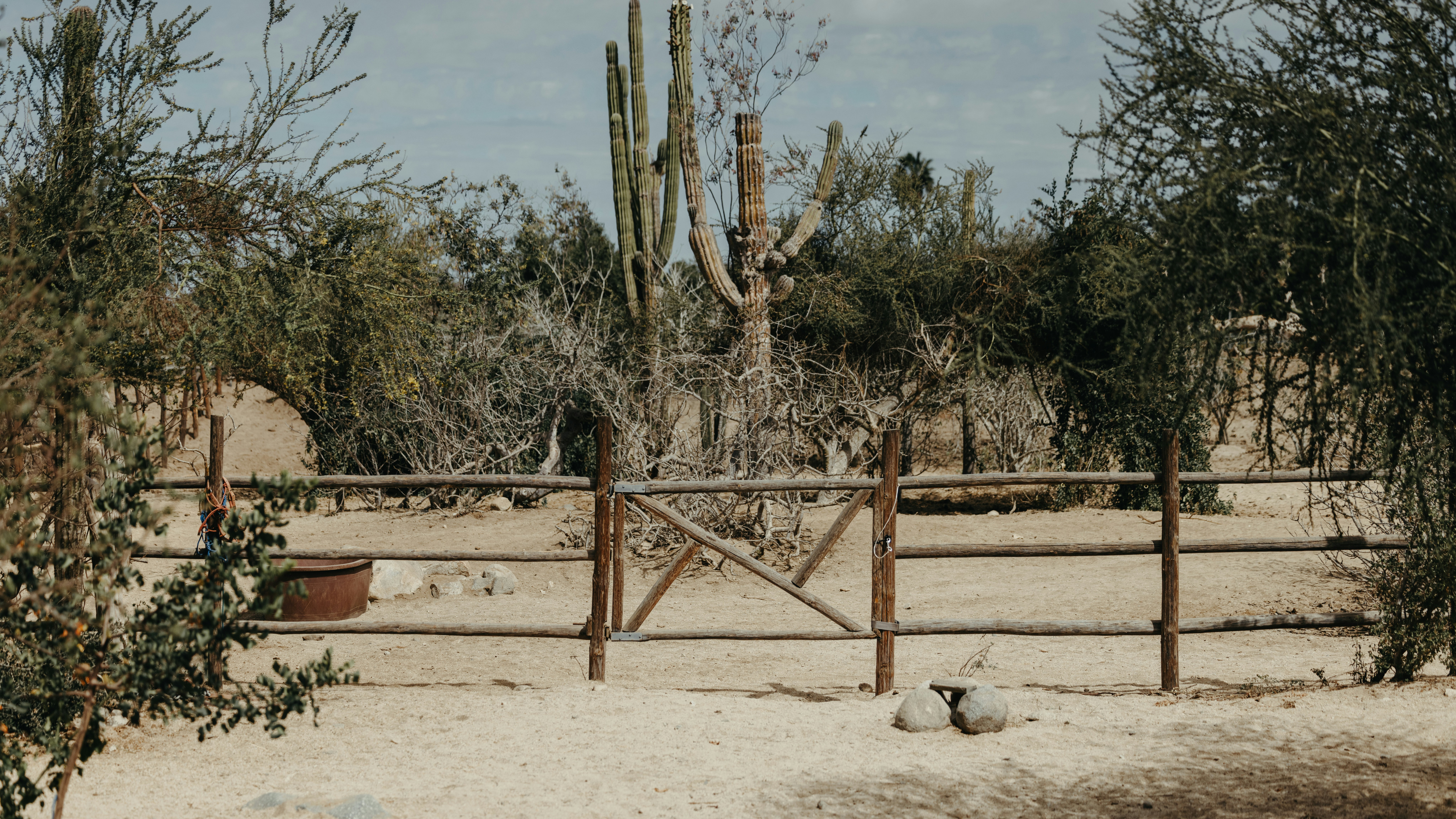 Wooden fence surrounds a dry landscape with towering cacti and sparse desert vegetation.
