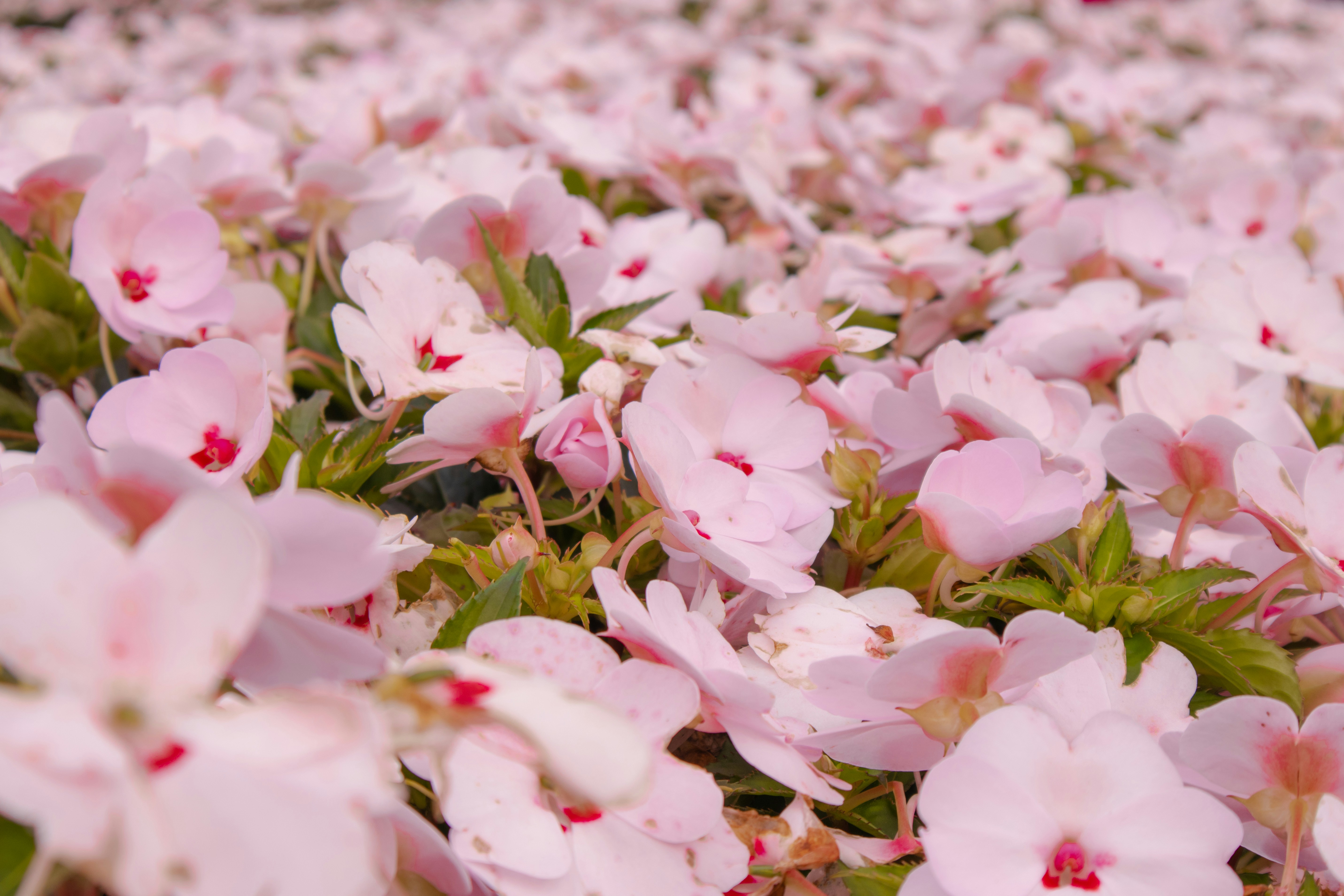 Un champ de fleurs roses aux feuilles vertes photo – Image gratuite de ...
