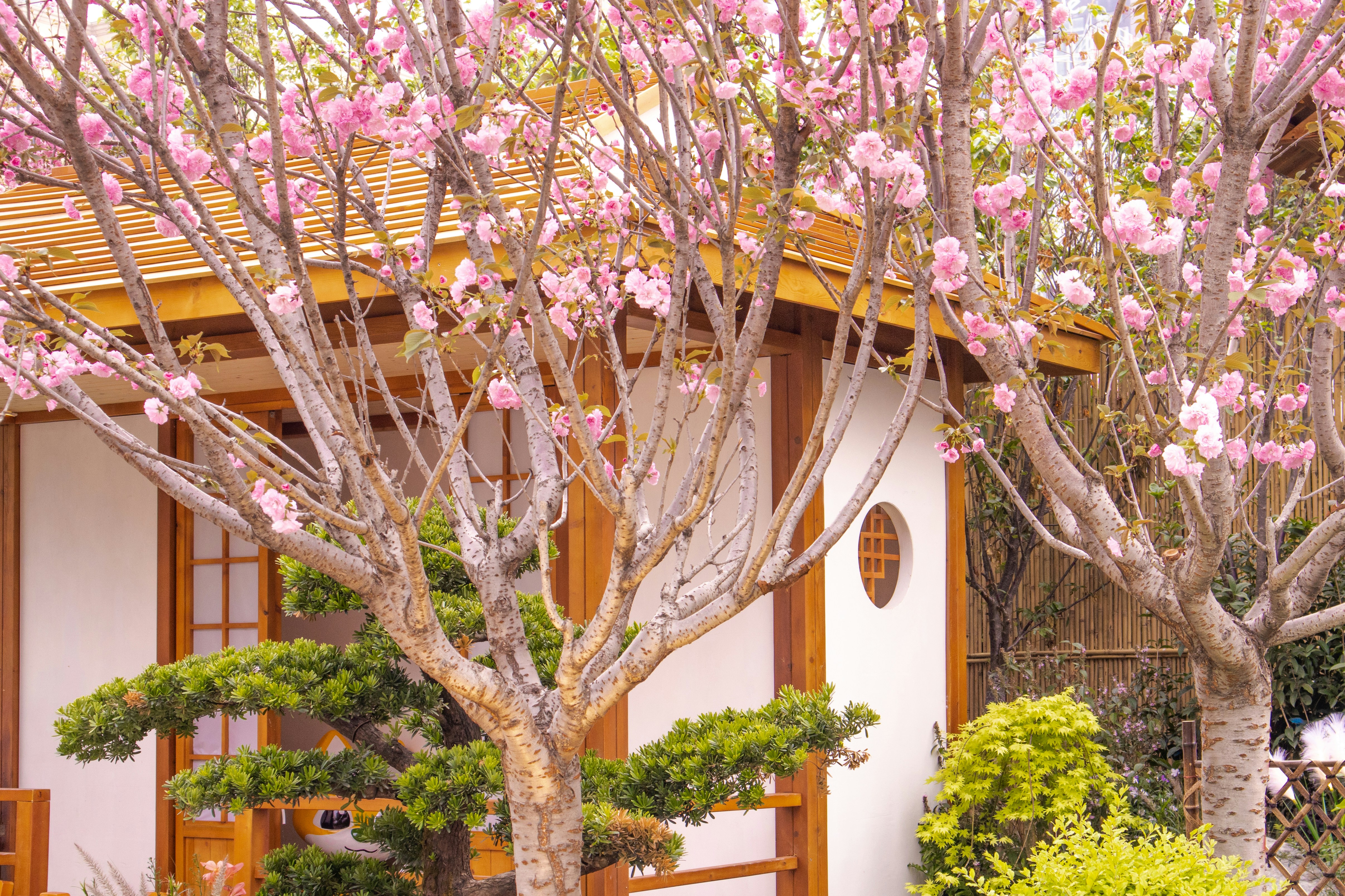 Une maison blanche avec des fleurs roses sur les arbres photo – Photo ...