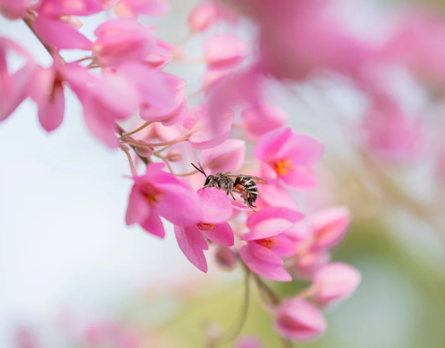 A small bee clings to a cluster of soft pink flowers against a creamy blurred background.