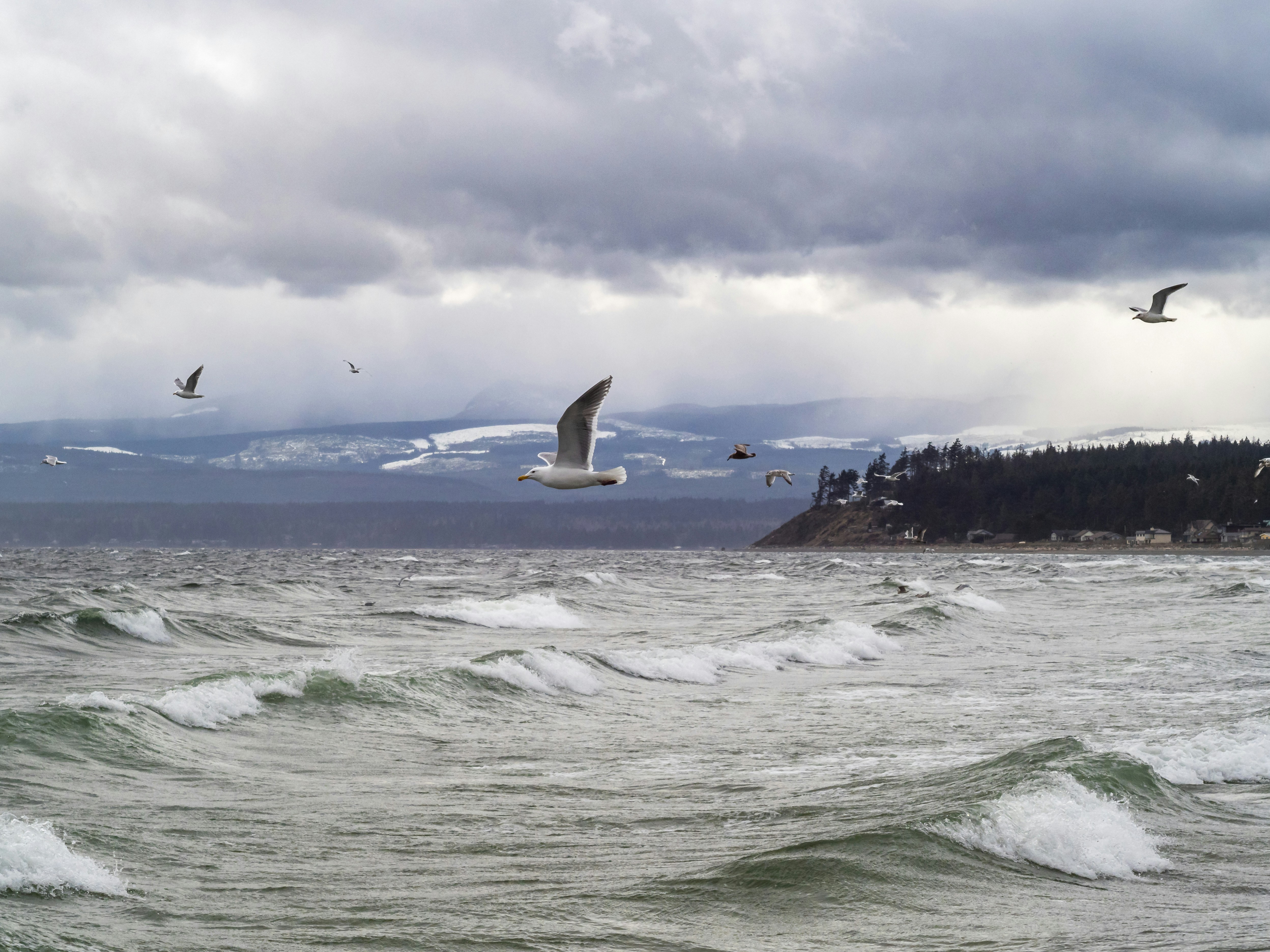 Seabirds over Wind-Swept Waves: A Coastal Moment