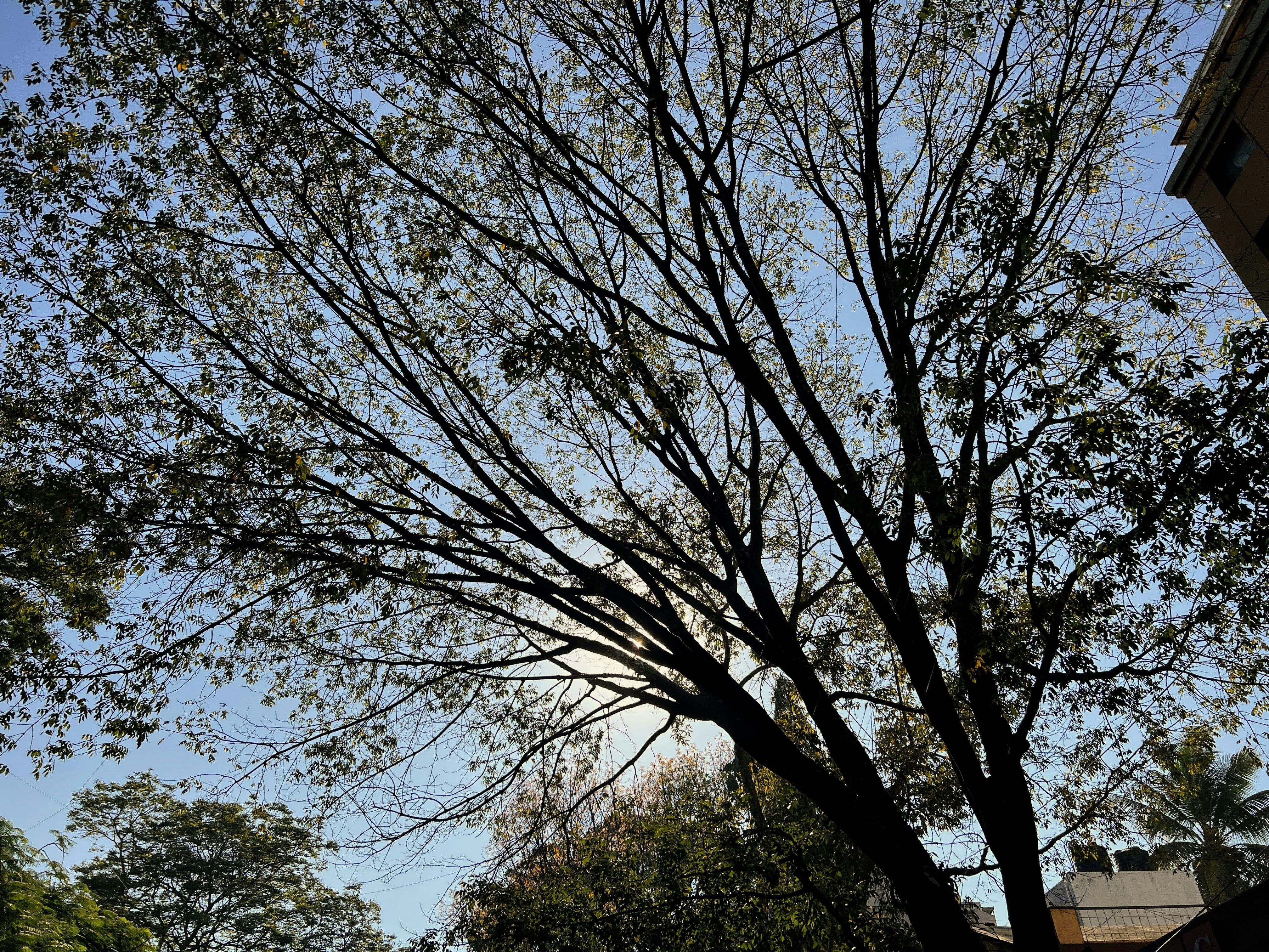 Sunlit Lattice: Branches Framing a Quiet Sky