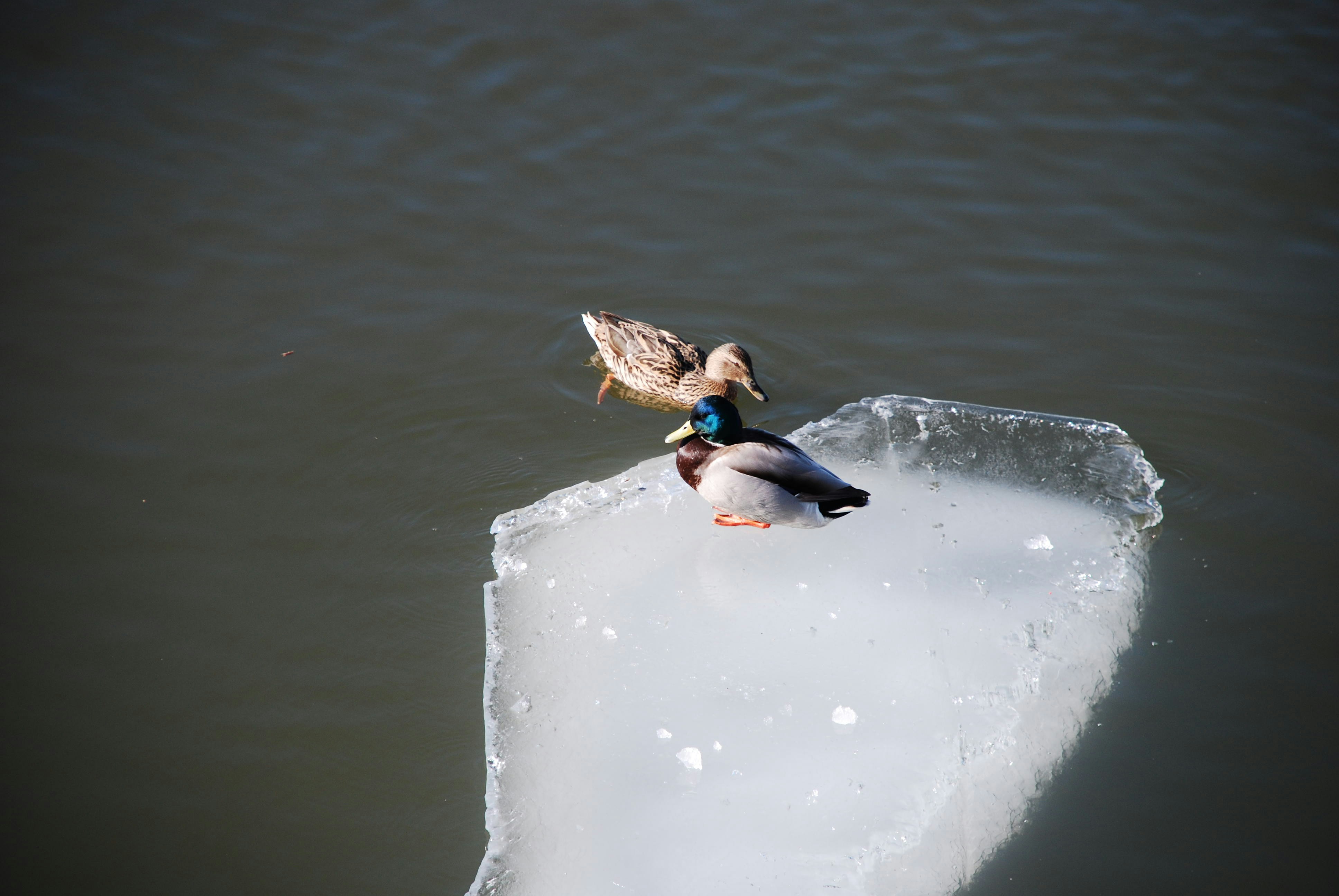 Photo by Anton Pavlov with Nikon D60