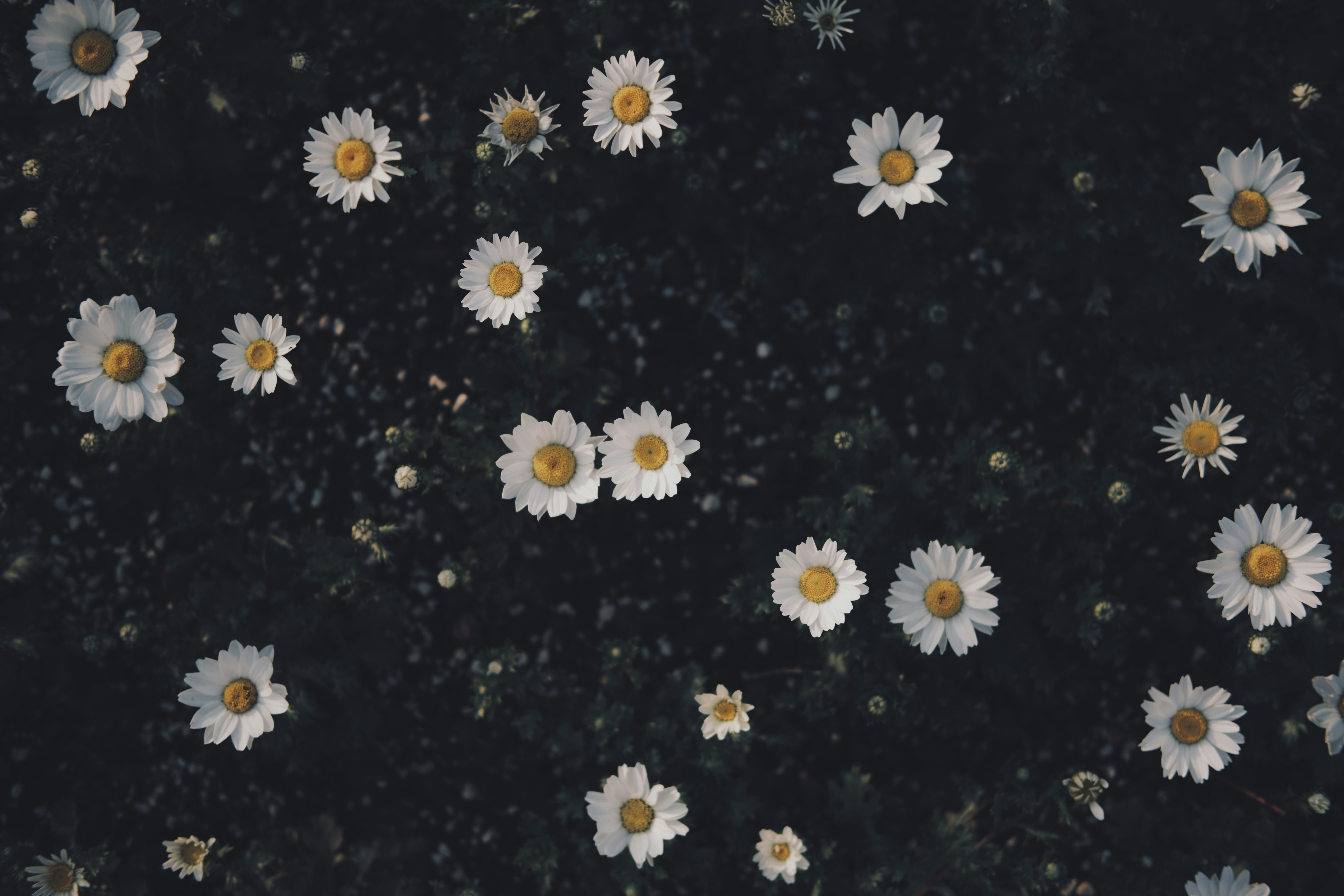 Daisy Drifters on a Velvet Pond