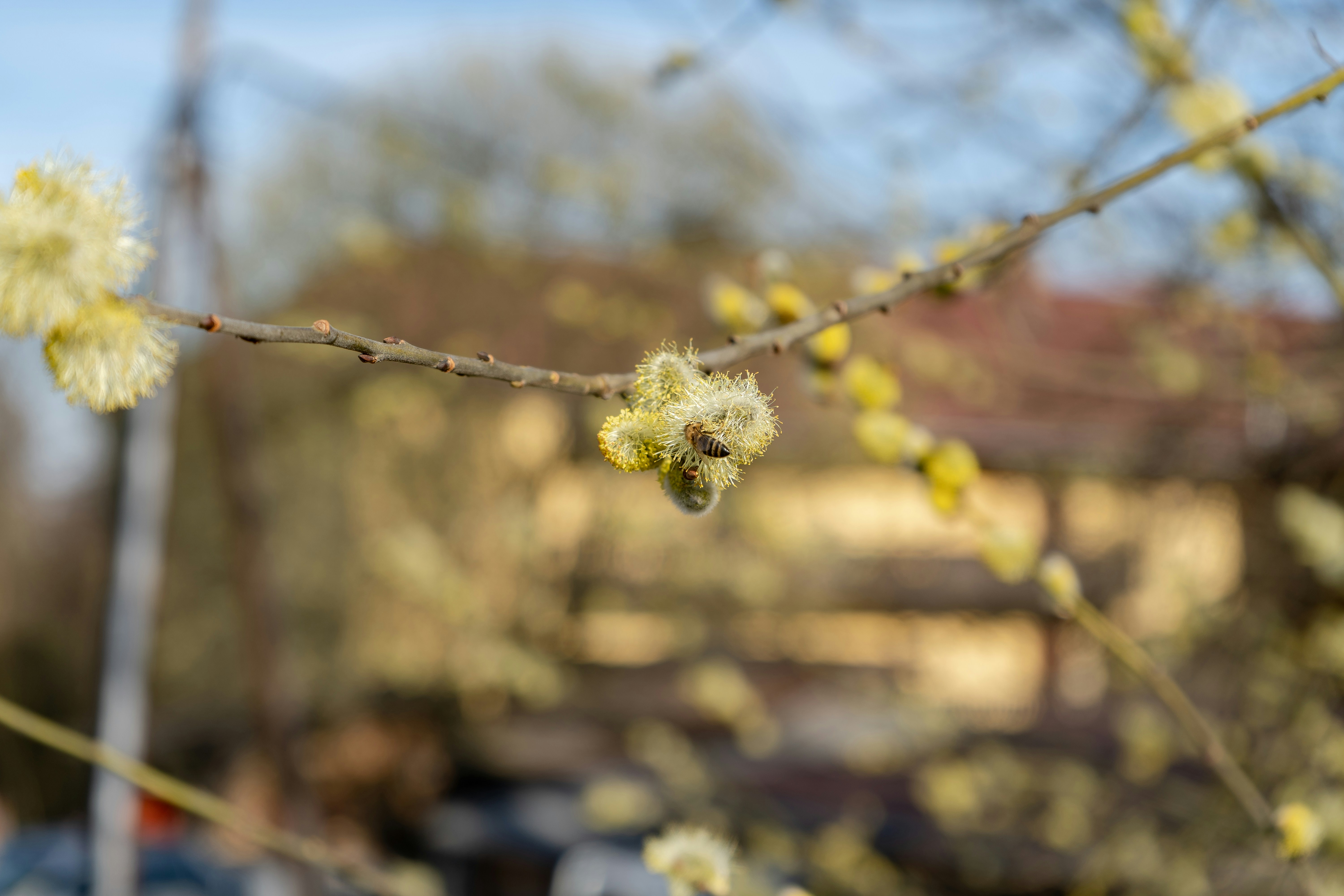 Whispering Catkins: A Delicate Spring Moment in Soft Backlight