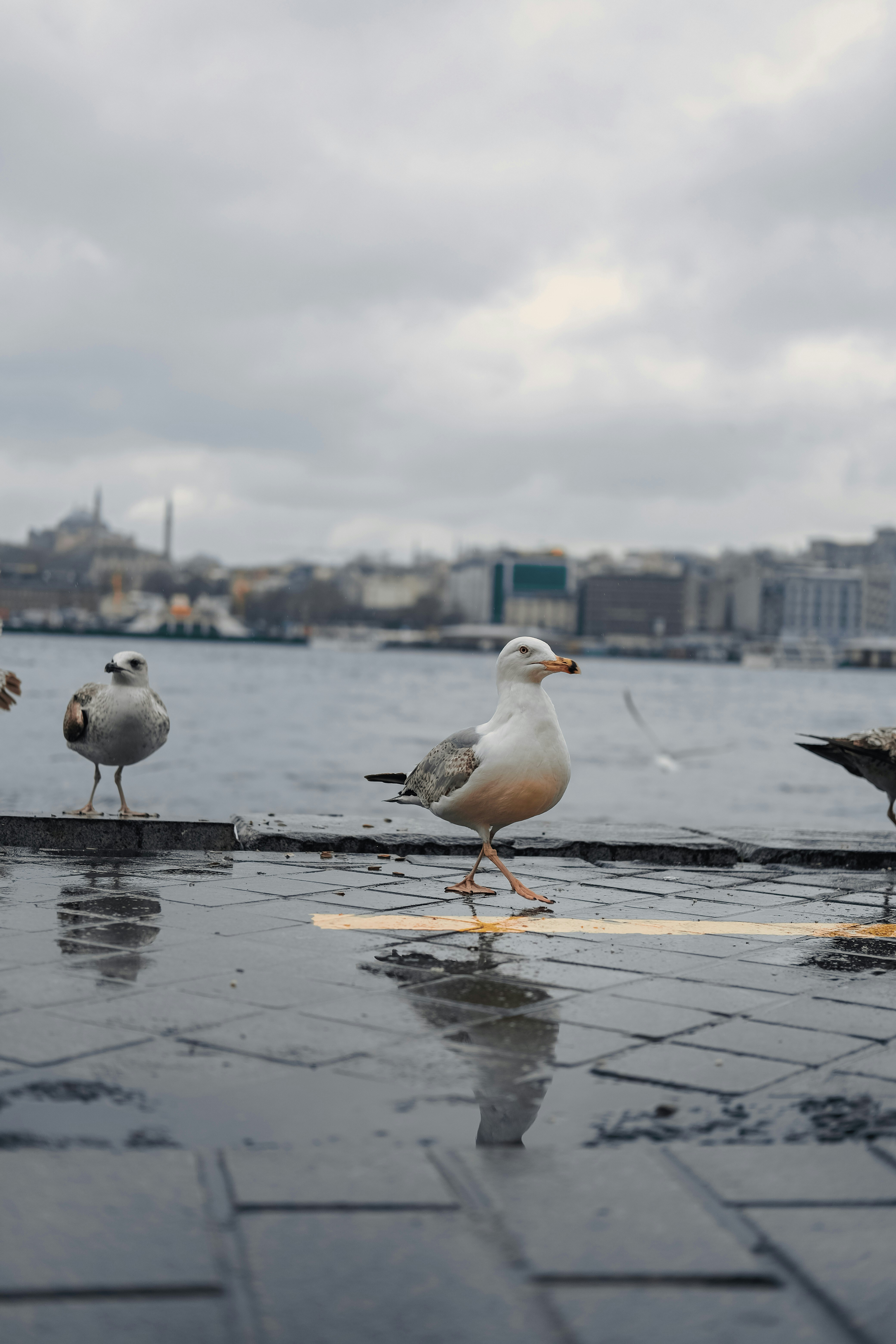 Seaside Seagull on a Slick Pier Under Soft City Light