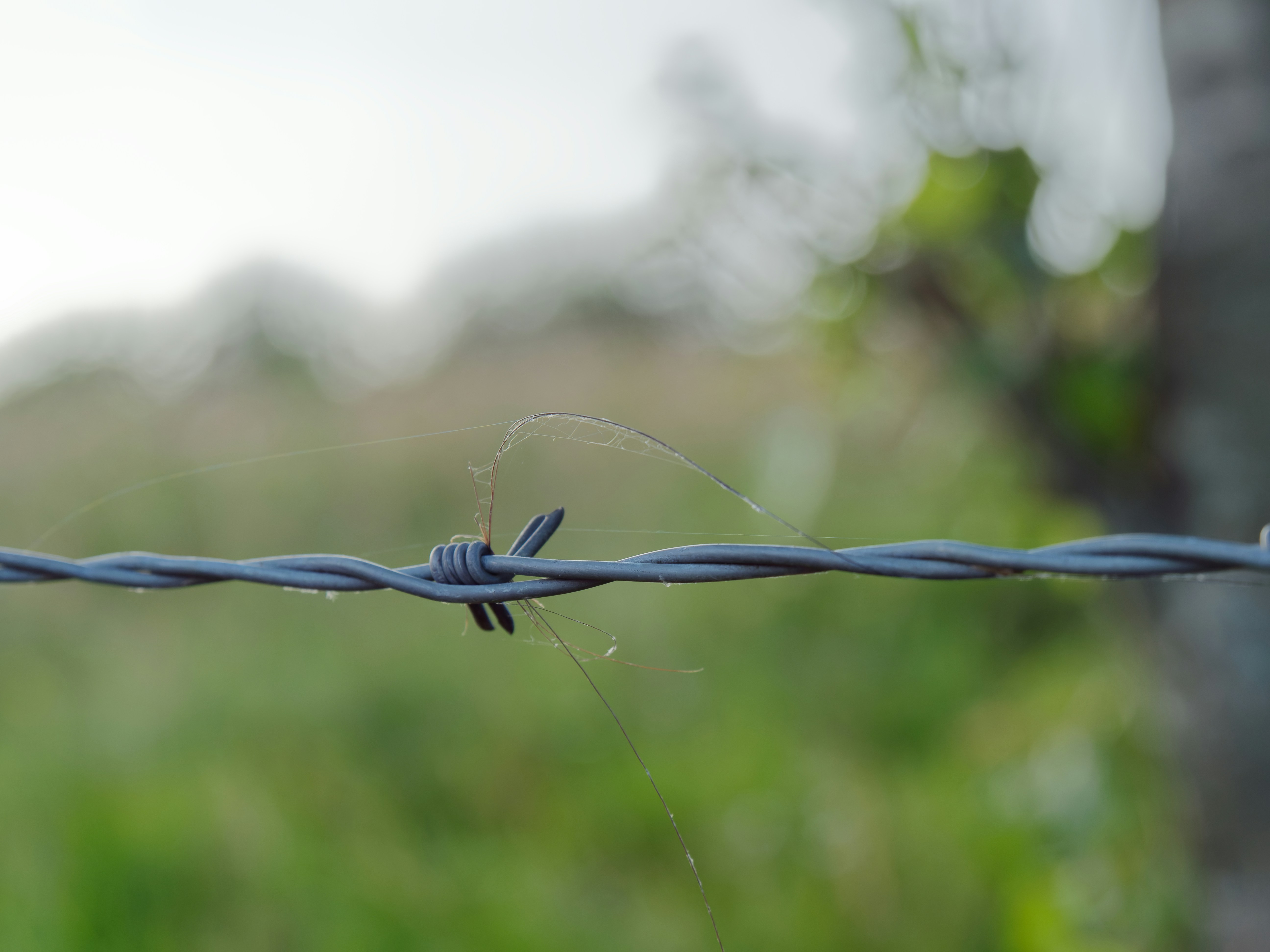 Close-up of barbed wire with delicate strands of spider silk glistening in the light, set against a blurred green background.