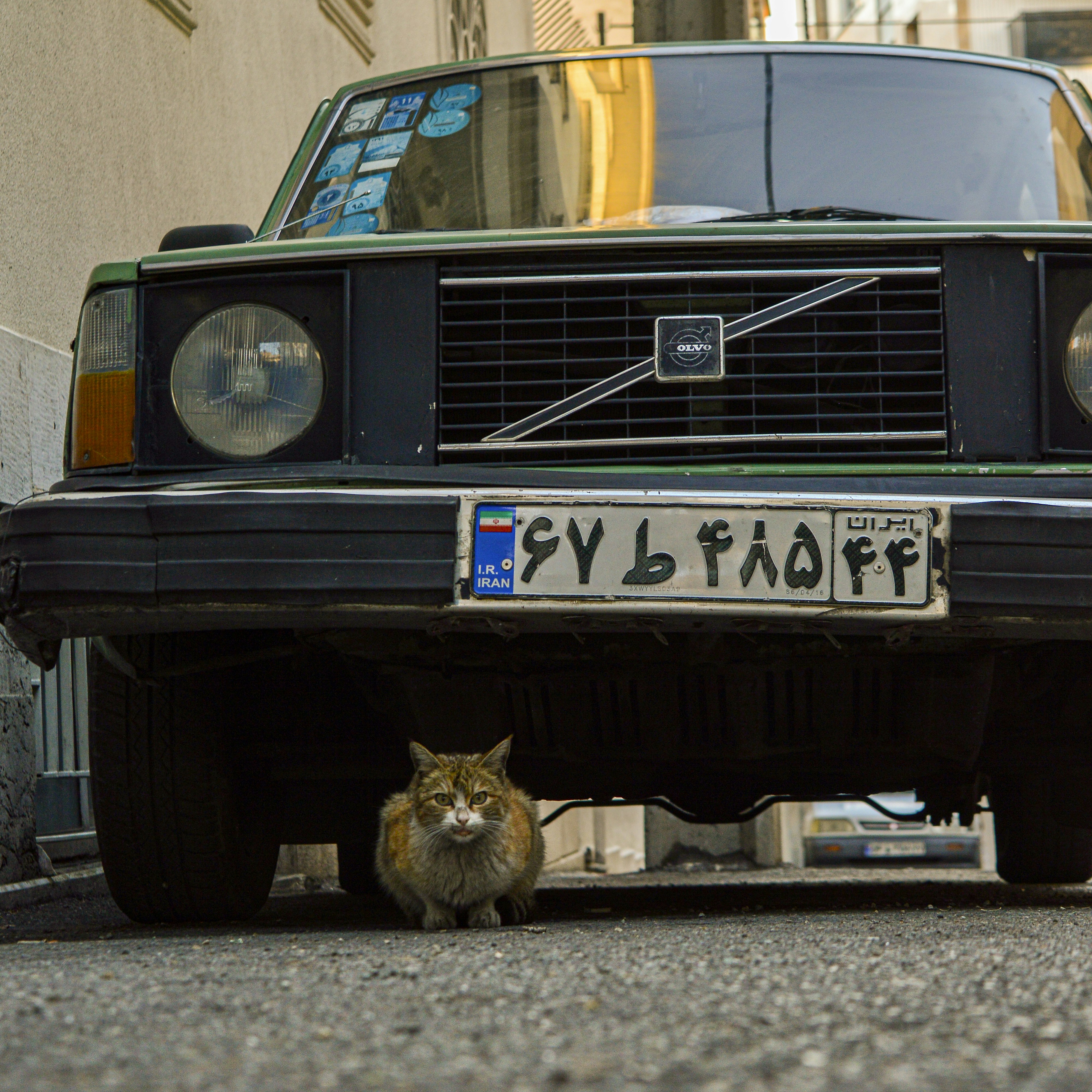 Yellow cat next to the old car, streets of Tehran