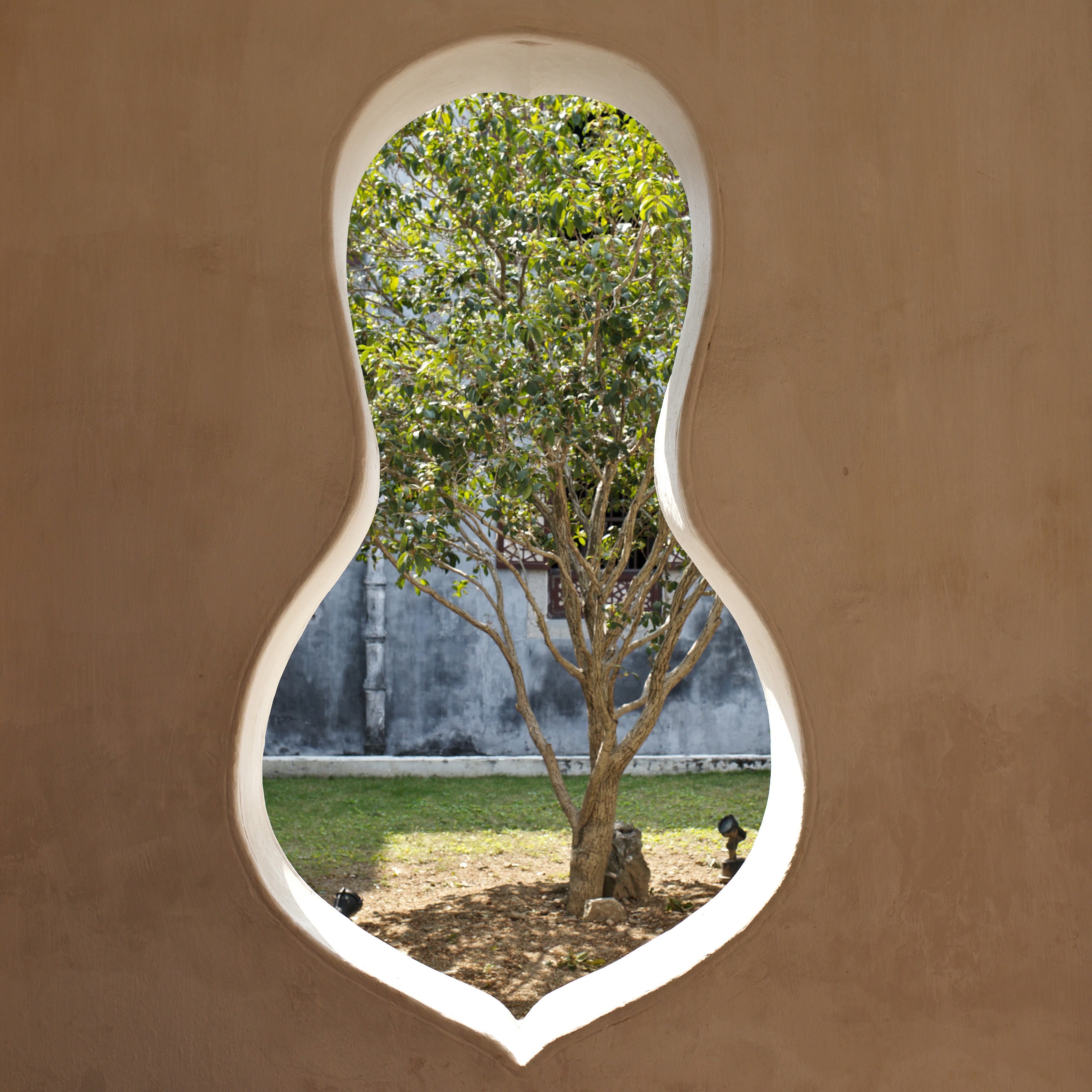 Tree Framed by a Curved Portal in a Sunlit Wall