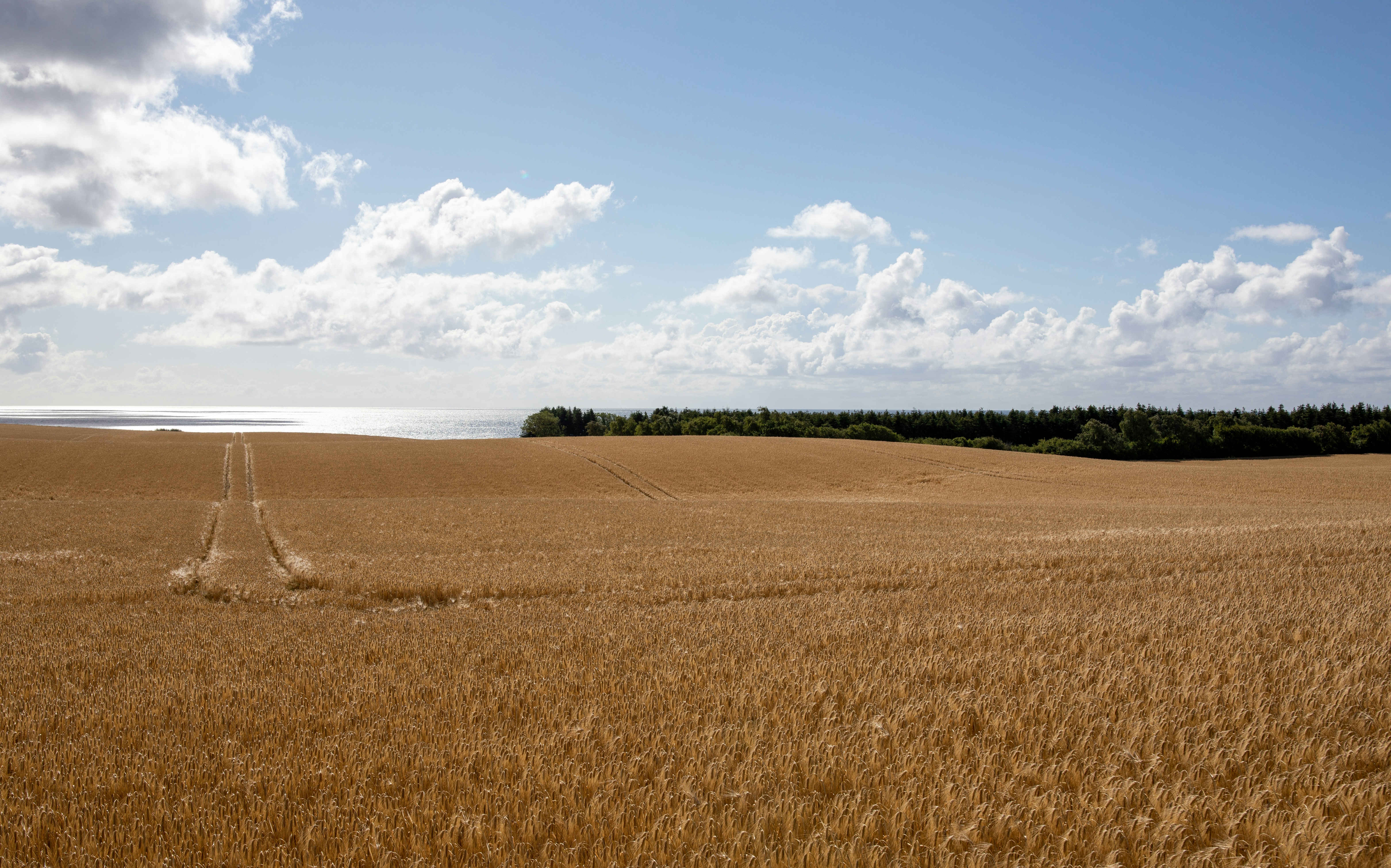 Coastal Gold: Wheat Field Reaching Toward the Distant Pines