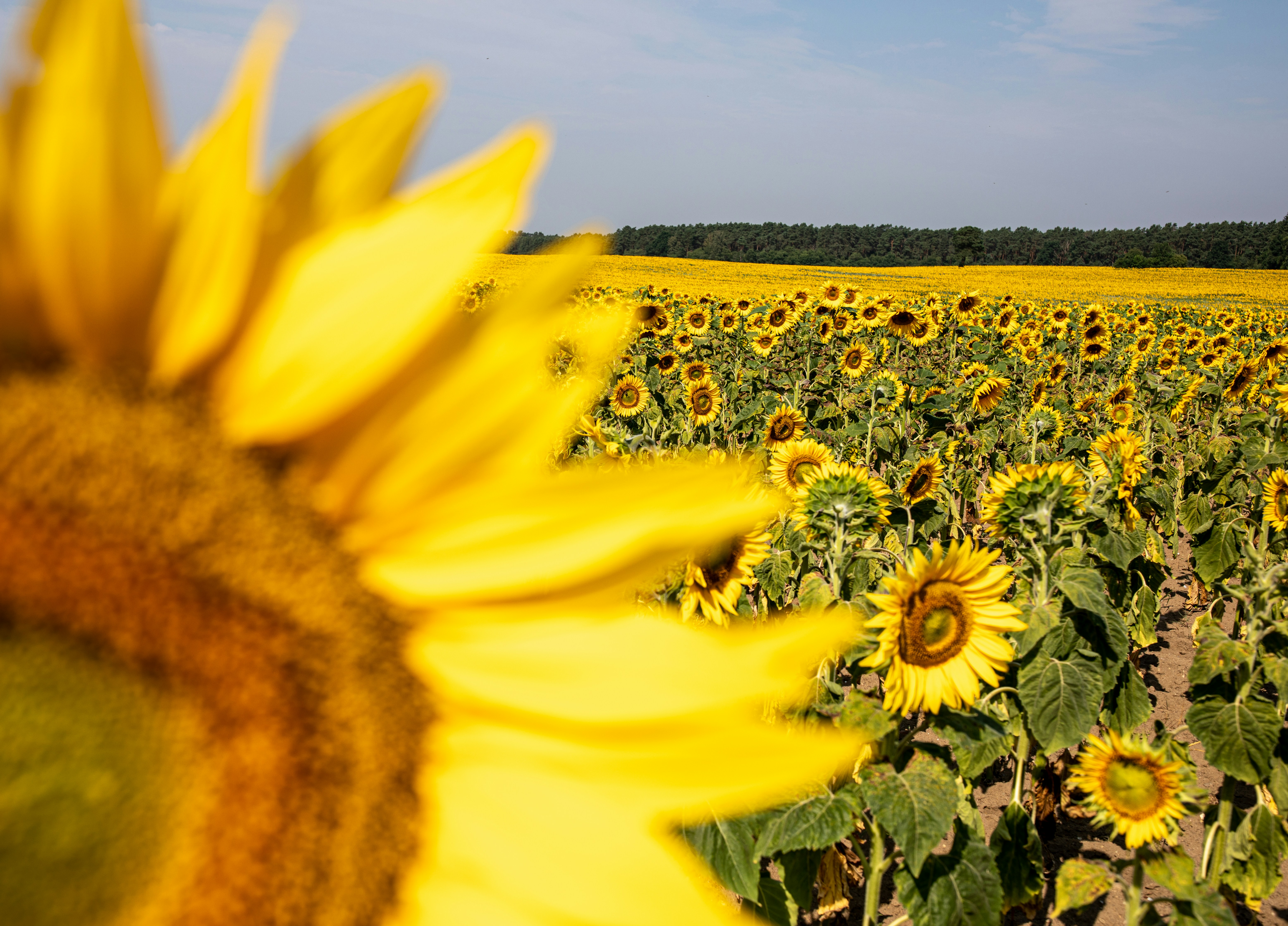 Sunflowers Stretch to the Horizon, Framed by a Blurred Foreground Bloom