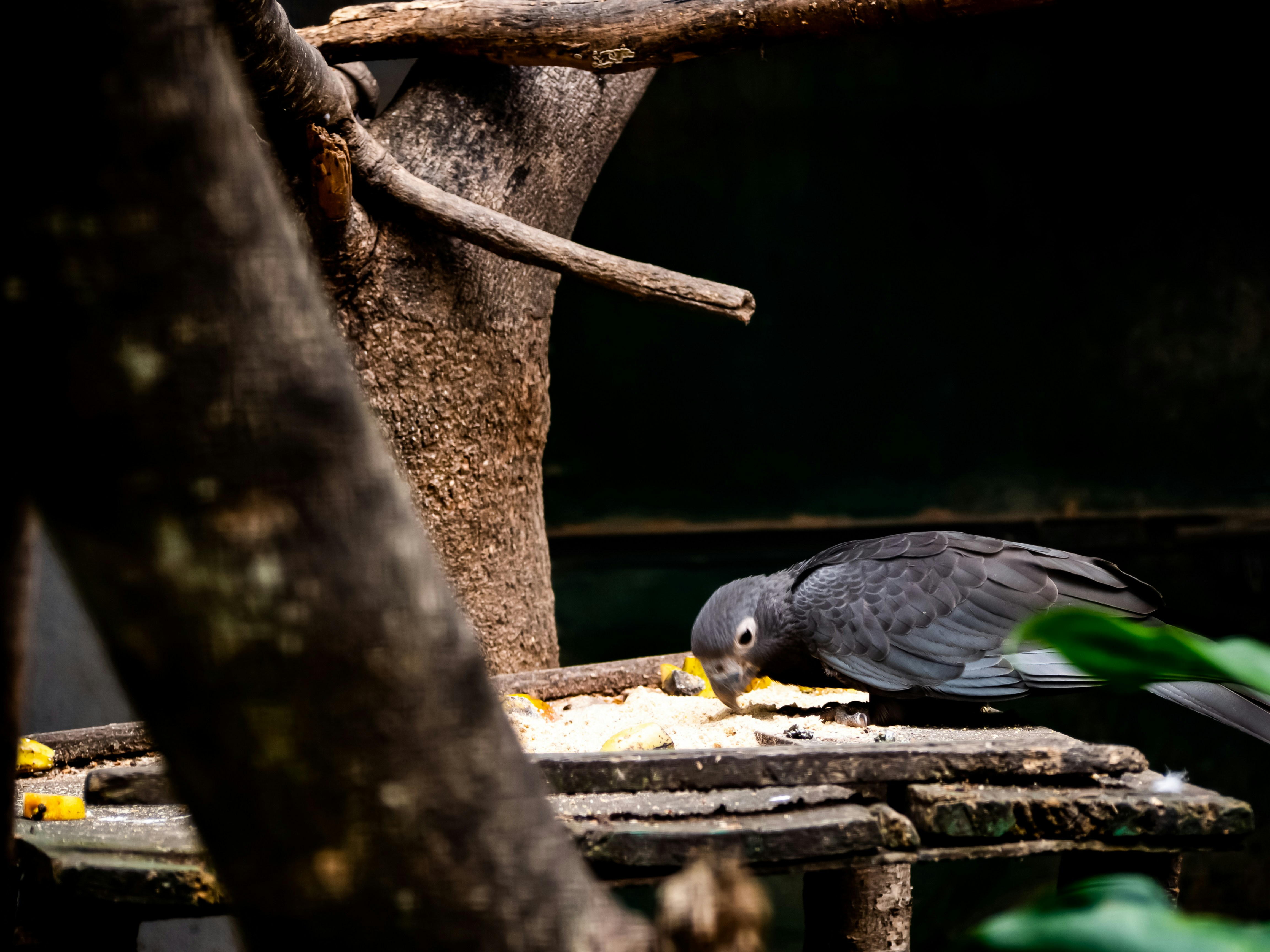 a bird eating food off of a table
