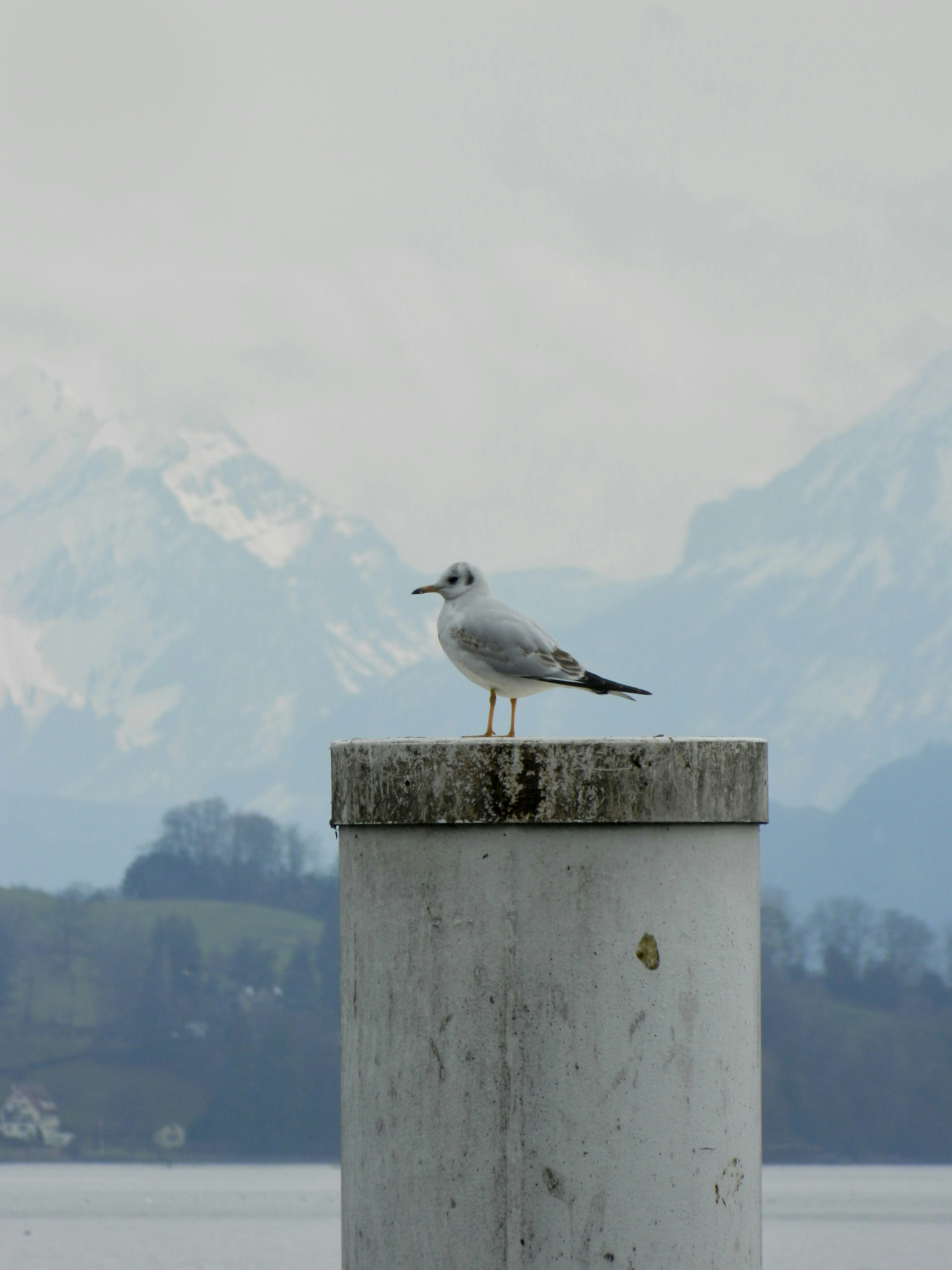 A seagull stands atop a concrete pillar, overlooking a serene lake with snow-capped mountains in the background.