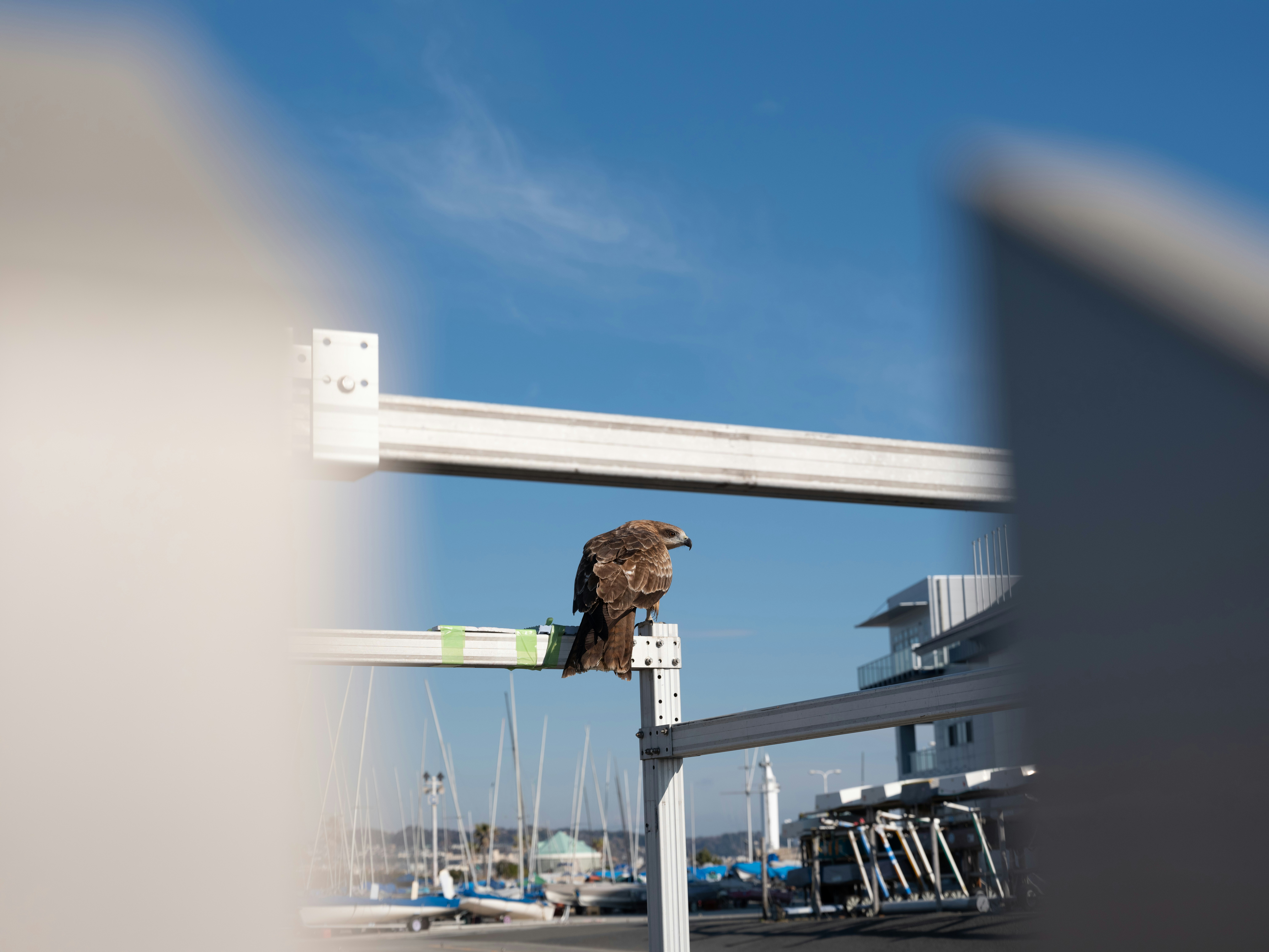 Perched on Steel: A Brown Hawk Keeps Watch Over the Marina