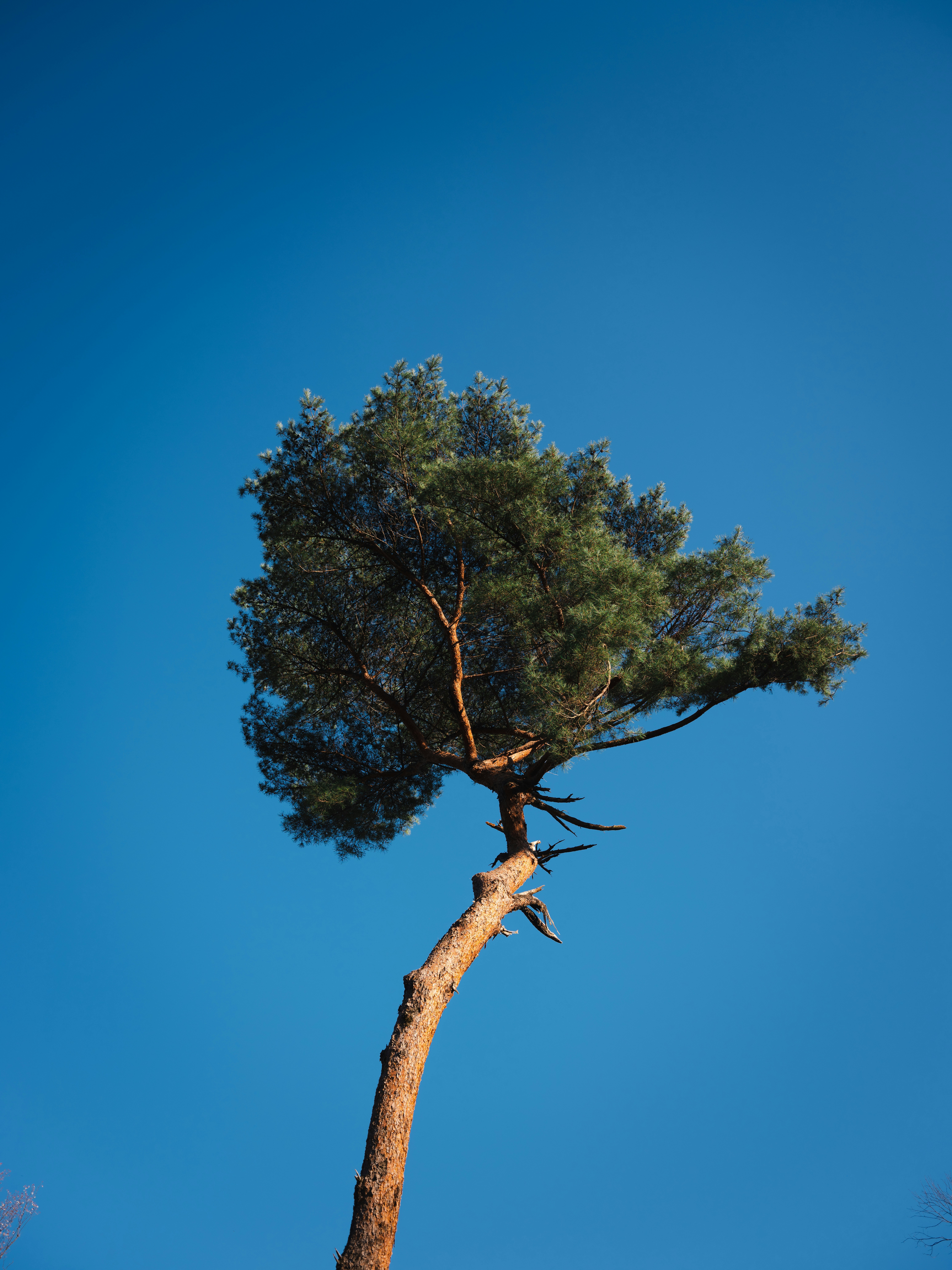 Windward Pine: A Lone Tree Reaching for the Sky