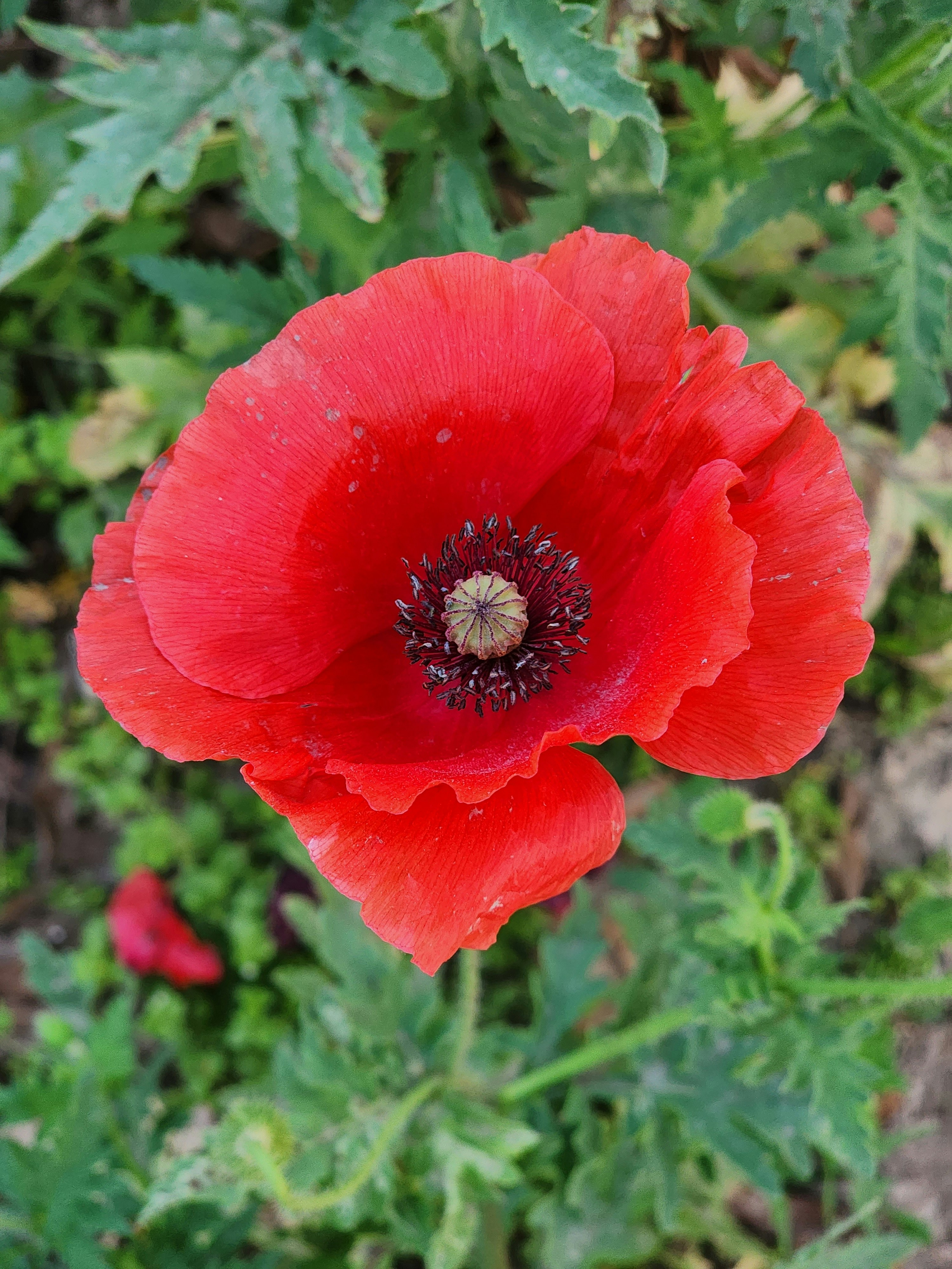 Un gros plan d’une fleur rouge sur une plante photo – Photo Fleur ...