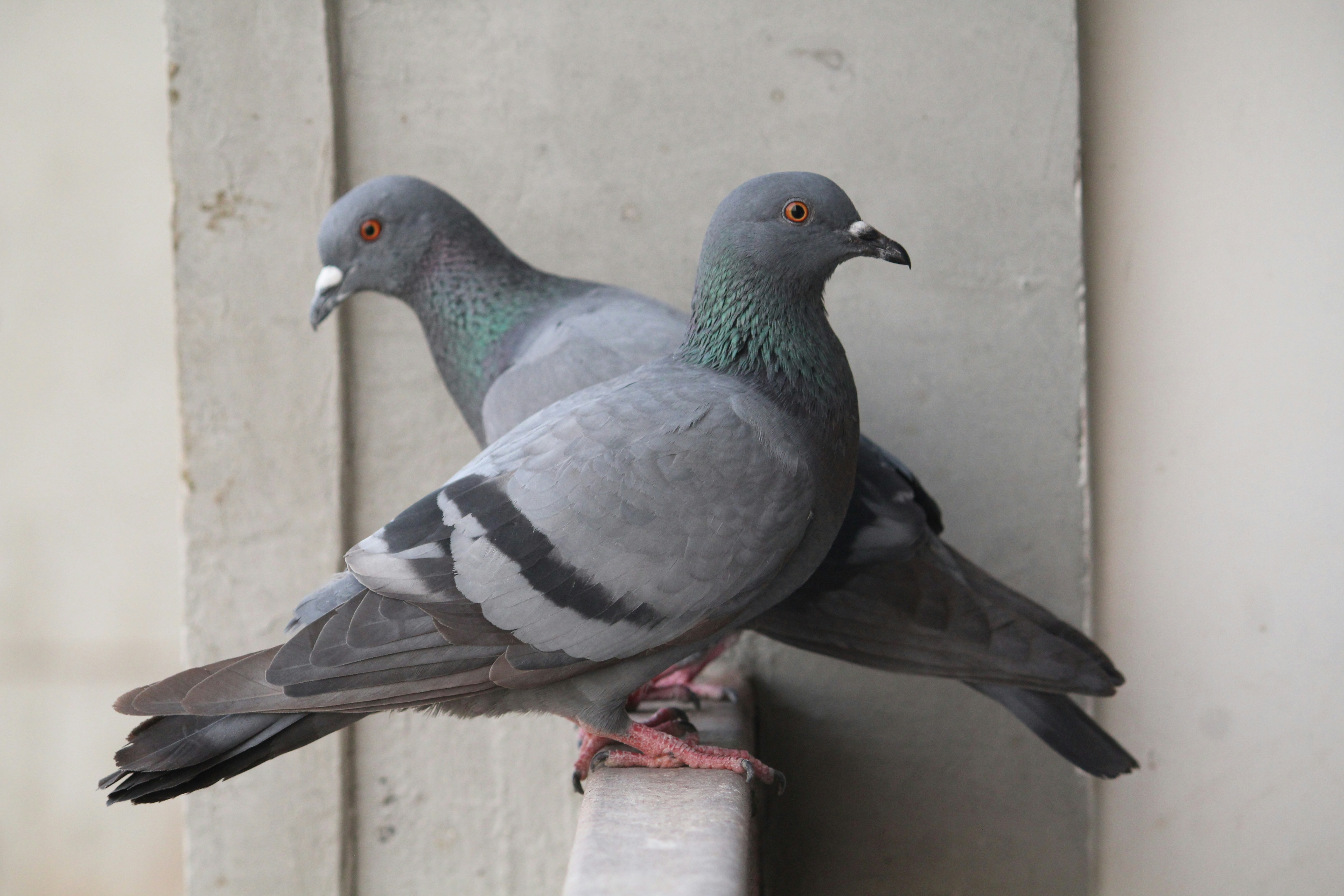 Two pigeons perched on a ledge, showcasing their iridescent neck feathers against a neutral backdrop.