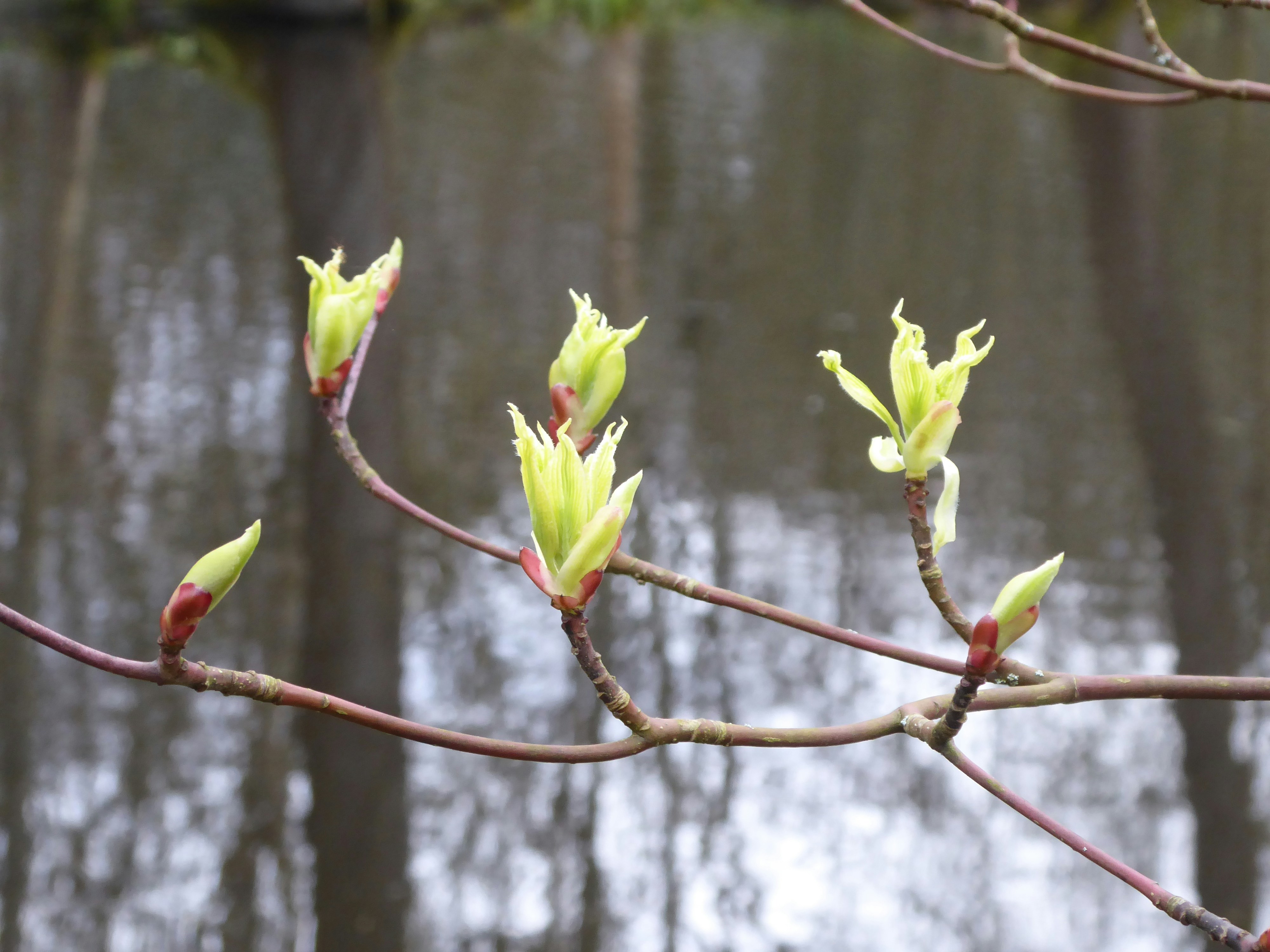 Delicate green buds unfurl on a branch, reflecting the promise of spring against a tranquil water backdrop.