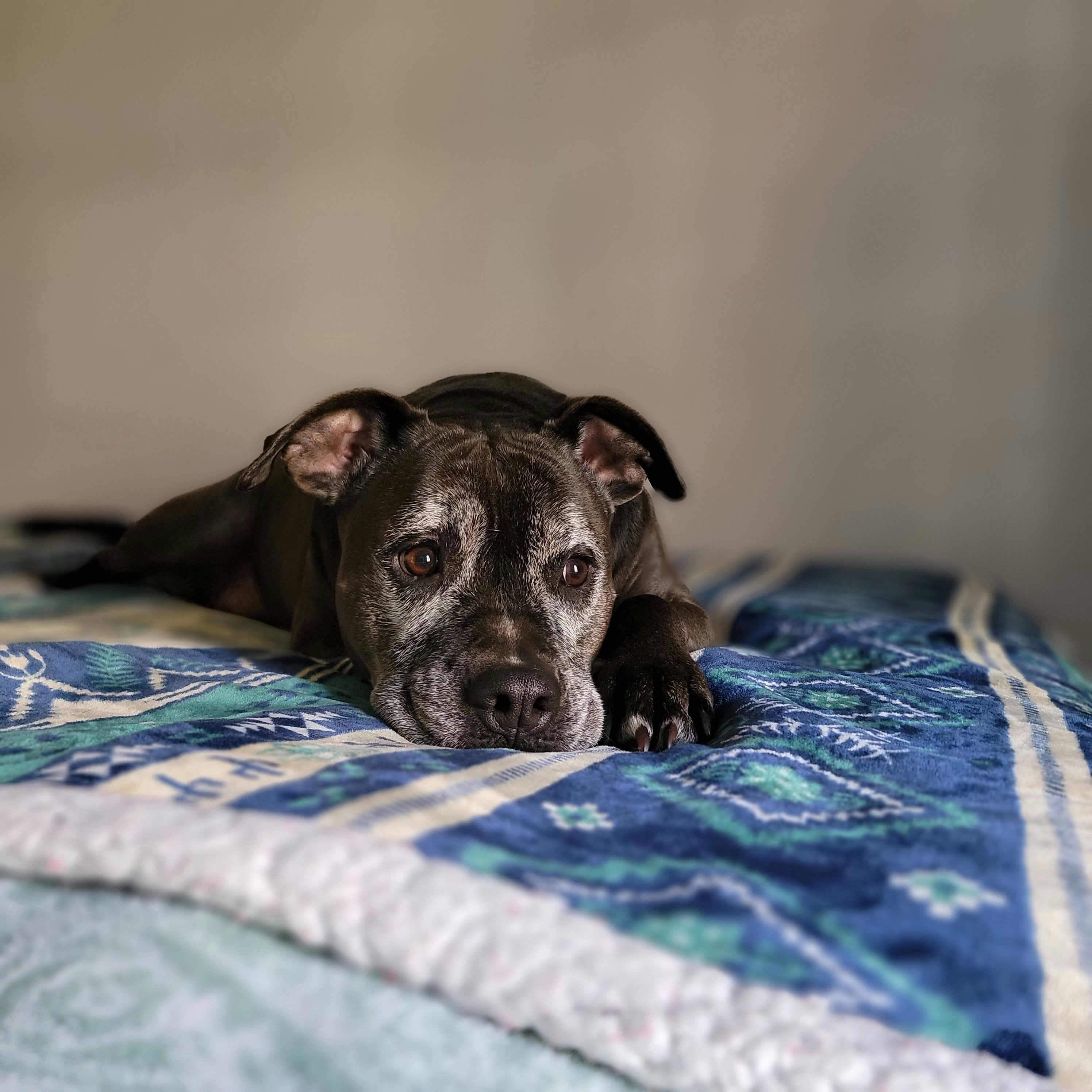 Cozy Gaze: A gray hound resting on a blue quilt