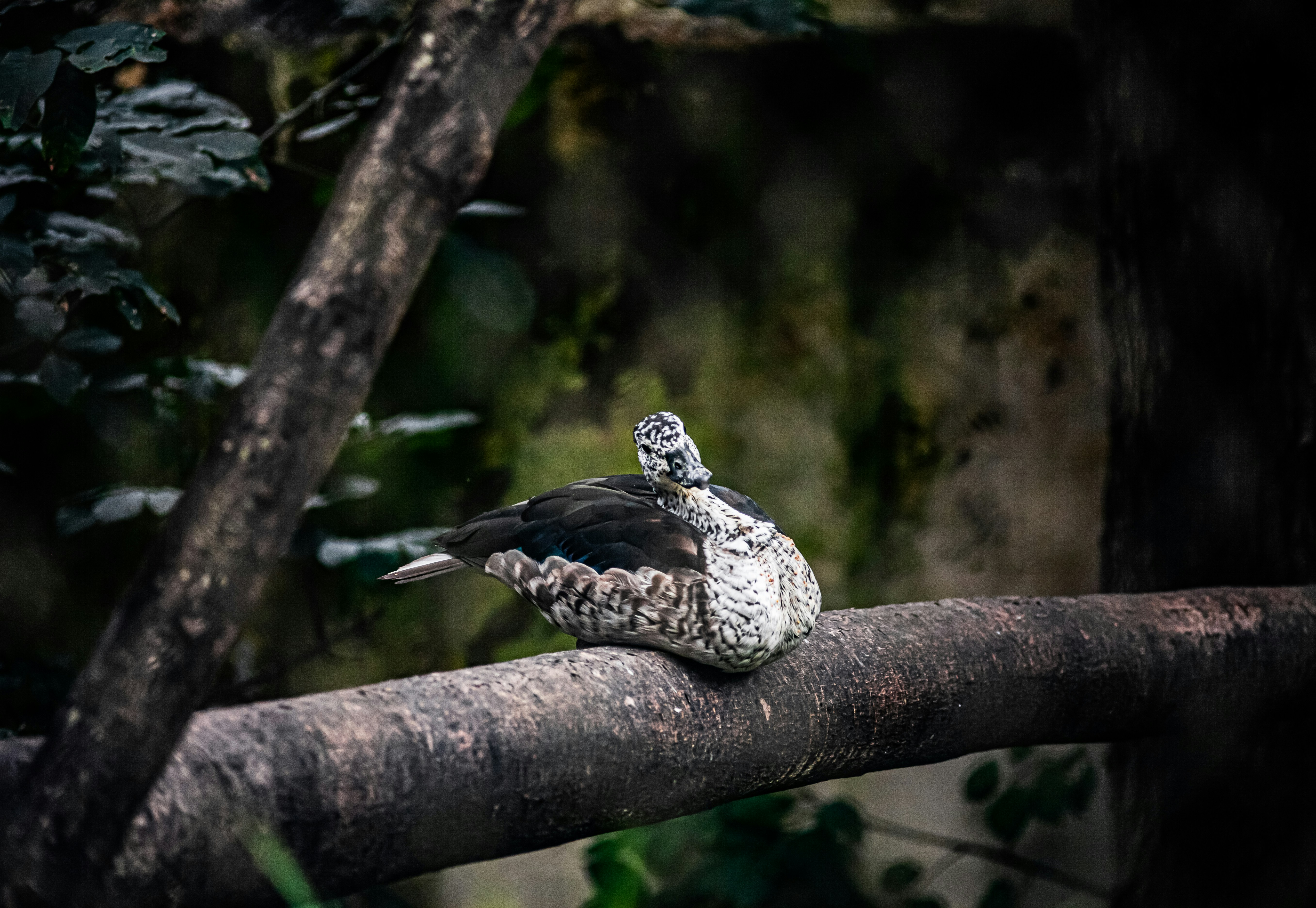 Perched on a Rain-soaked Log Beneath Morning Shade
