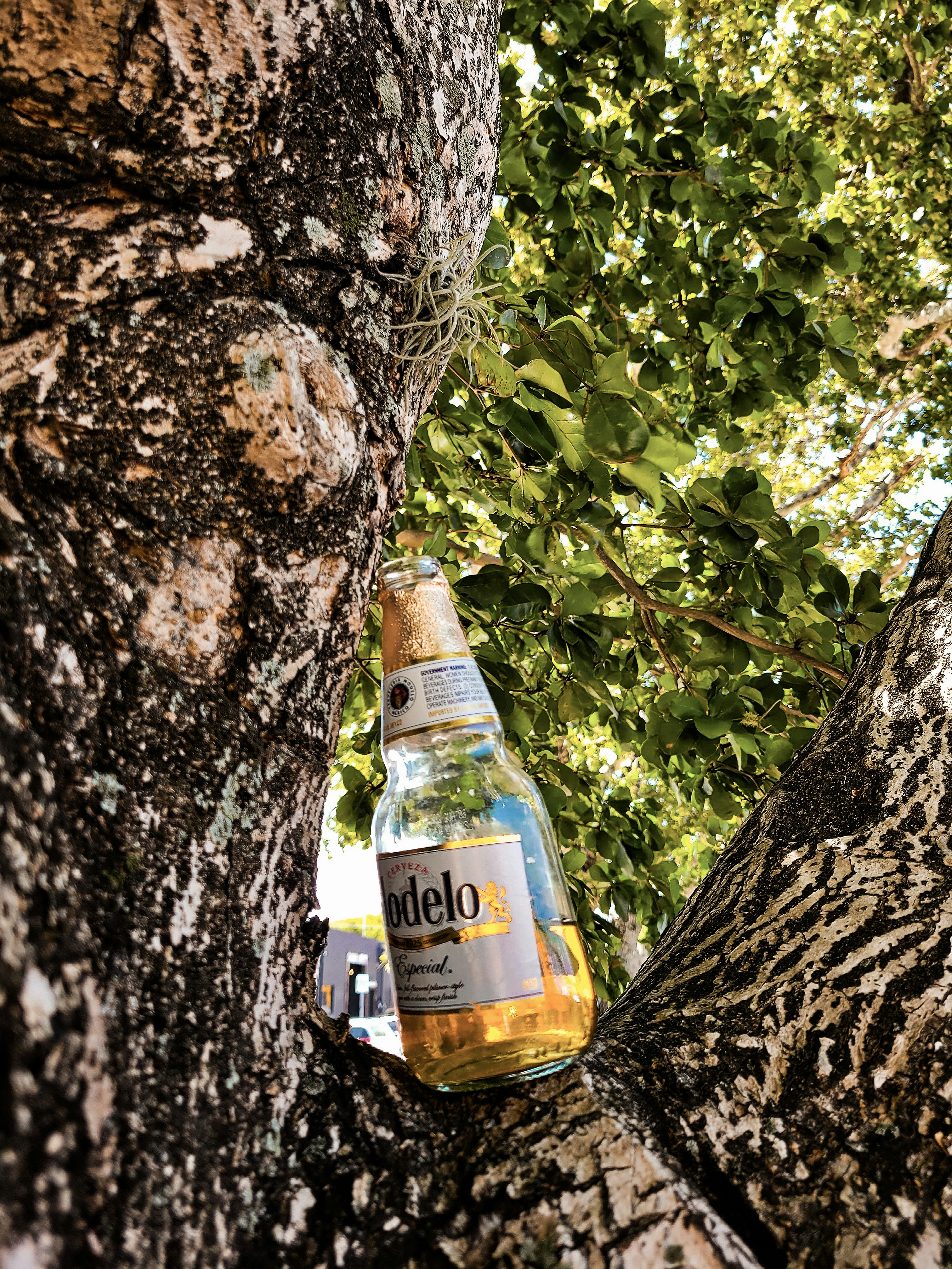 Amber Bottle in the Canopy: A Quiet Moment Between Trunks