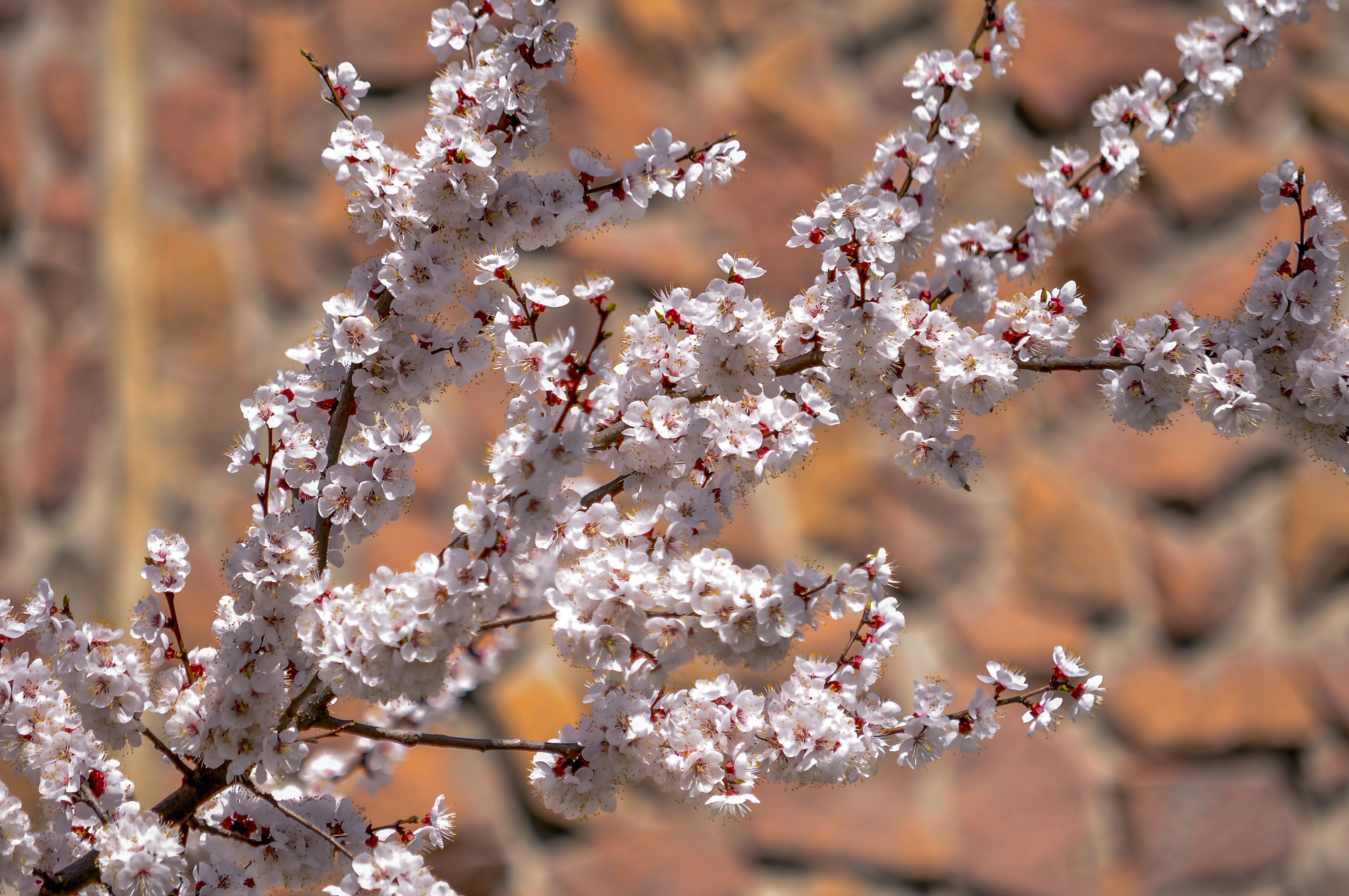 Petals in Focus: Cherry Blossoms Framed by a Warm Brick Backdrop