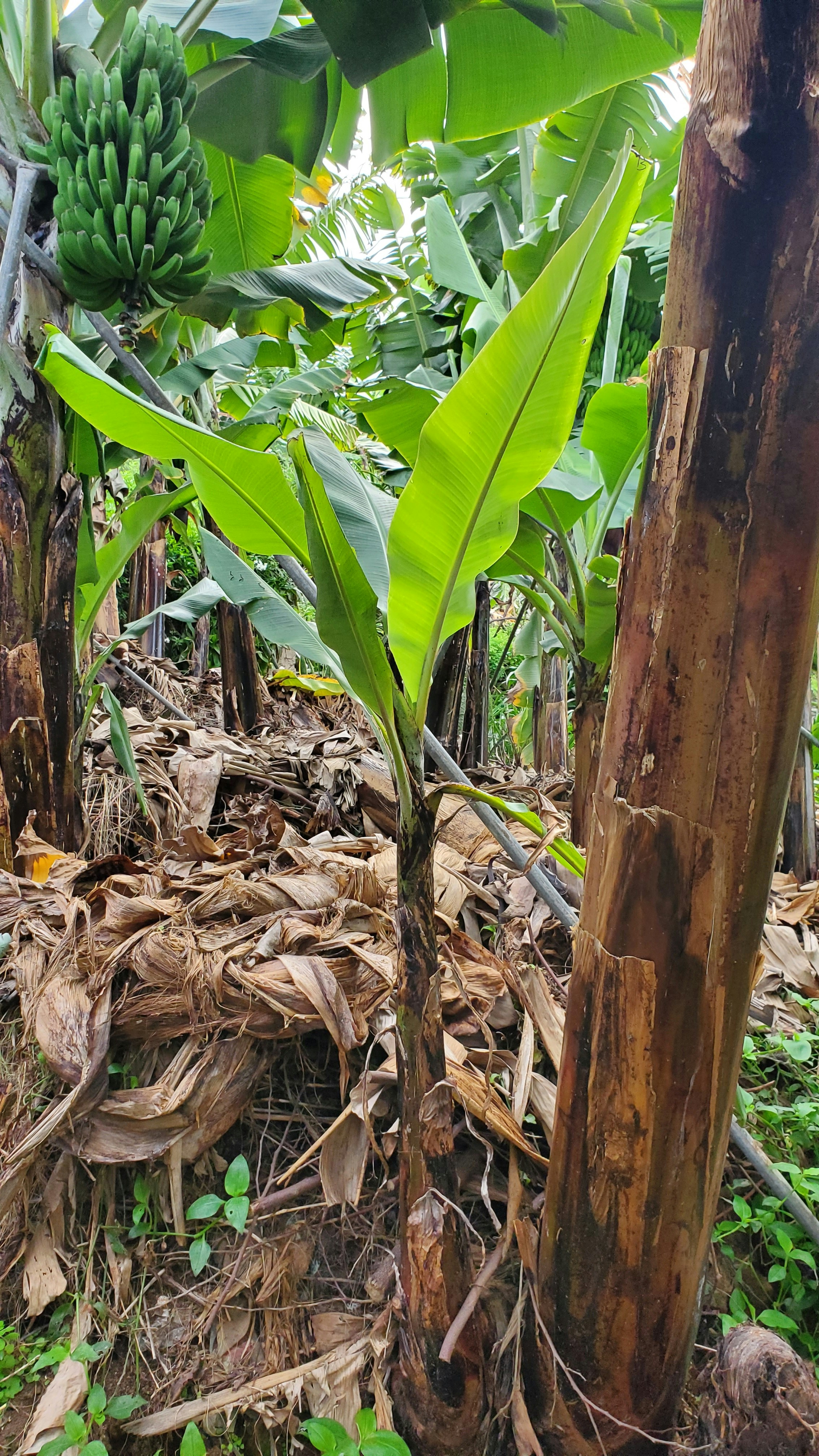 Banana Grove Manifest: Sunlit Leaves and Sturdy Trunks