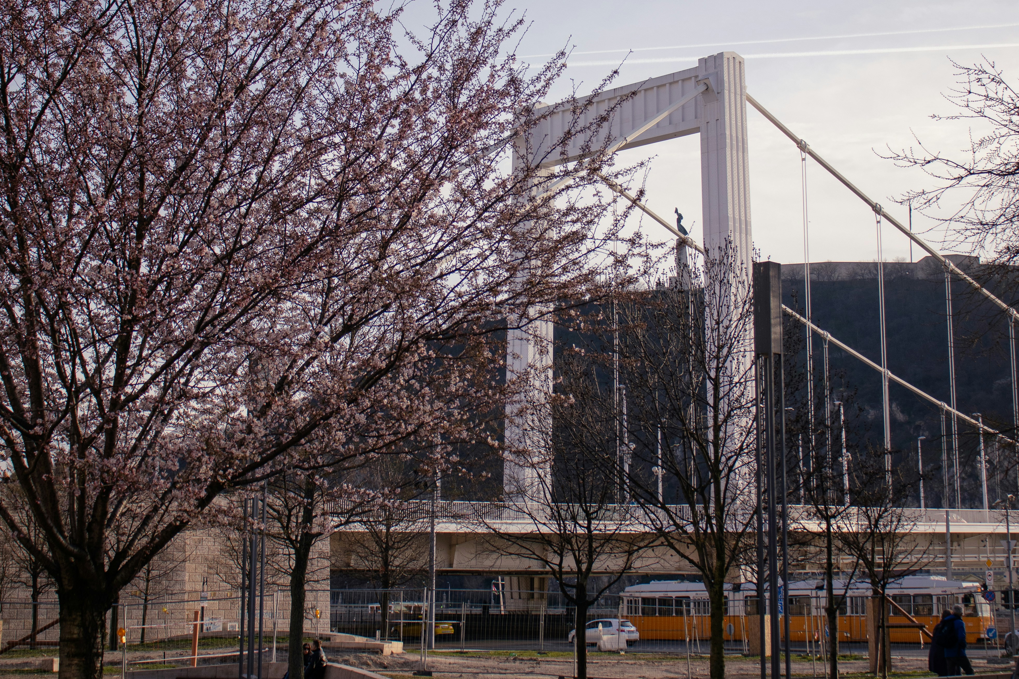 a tree with pink flowers in front of a building