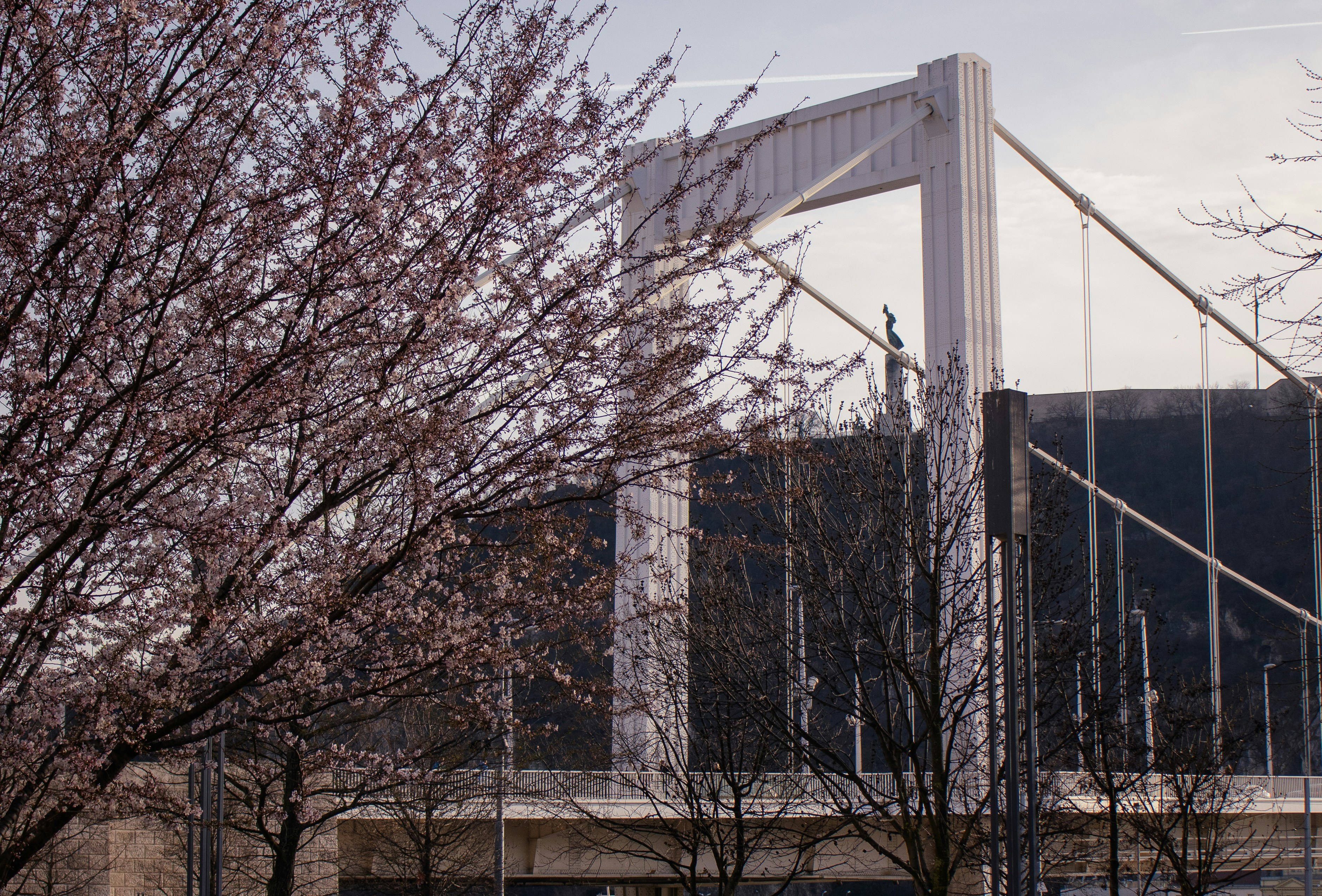 a tree with pink flowers in front of a building
