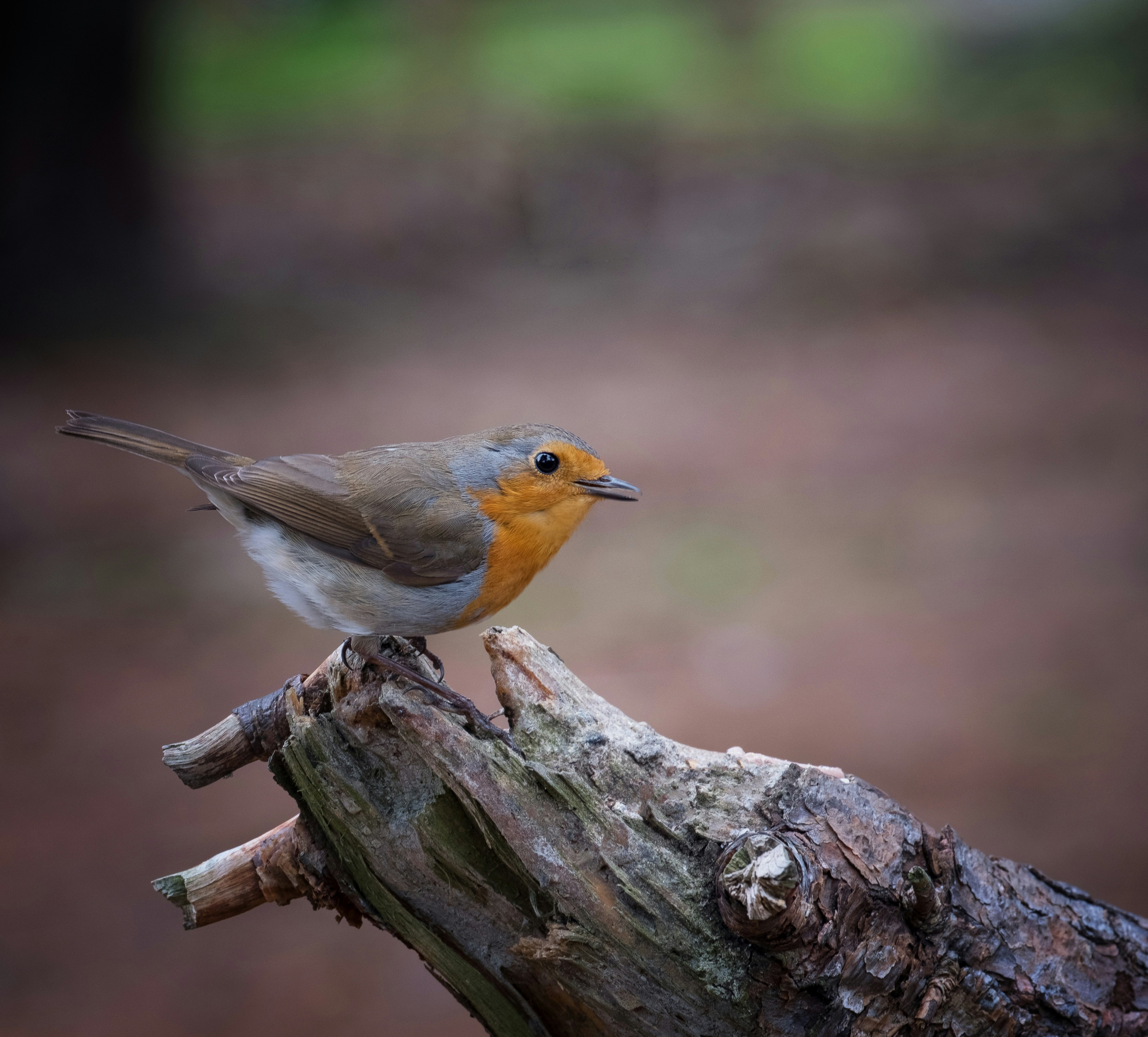 Robin on Weathered Branch: A Quiet Moment in Soft Autumn Light