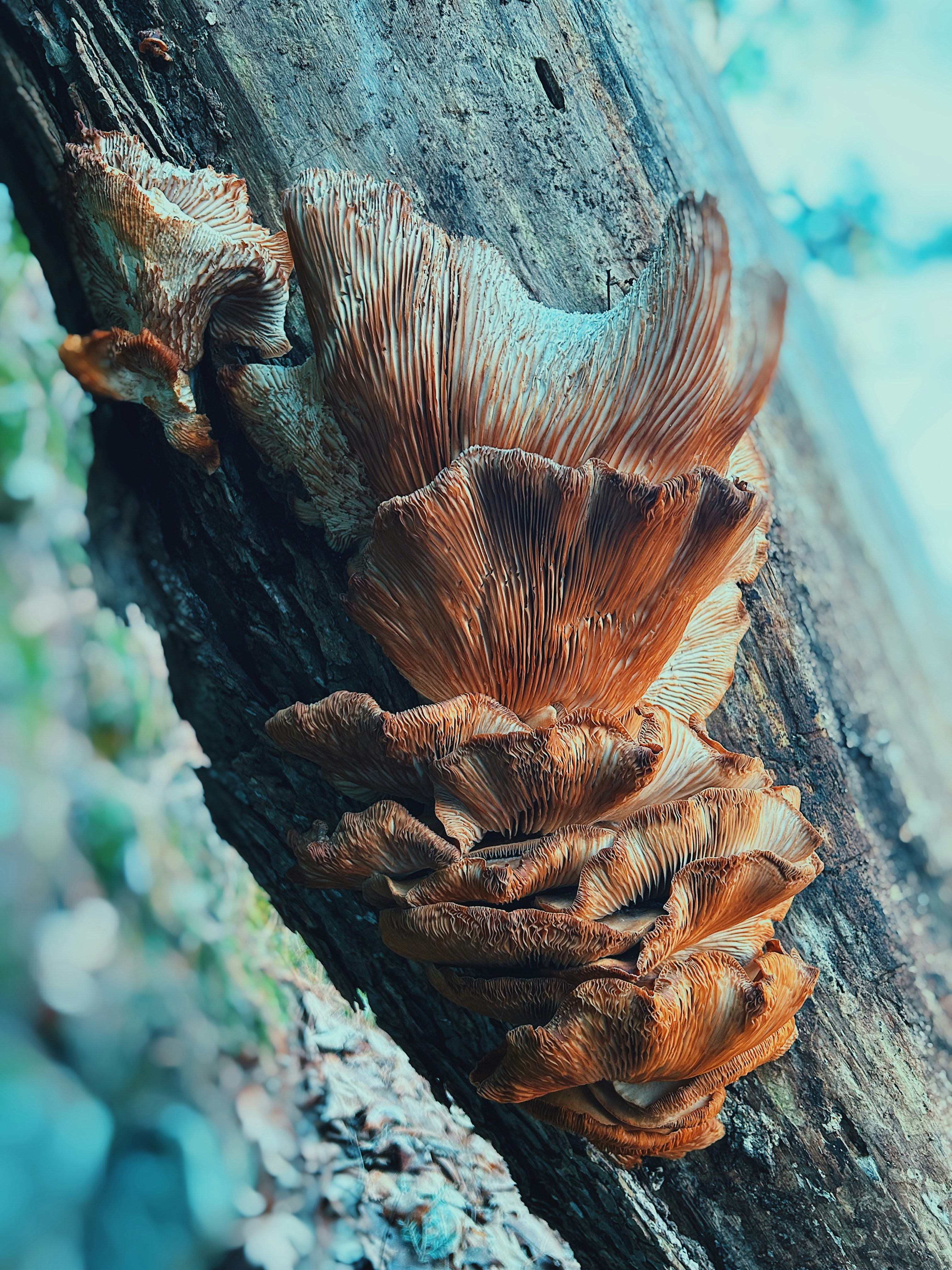 Mushroom growing on dead tree