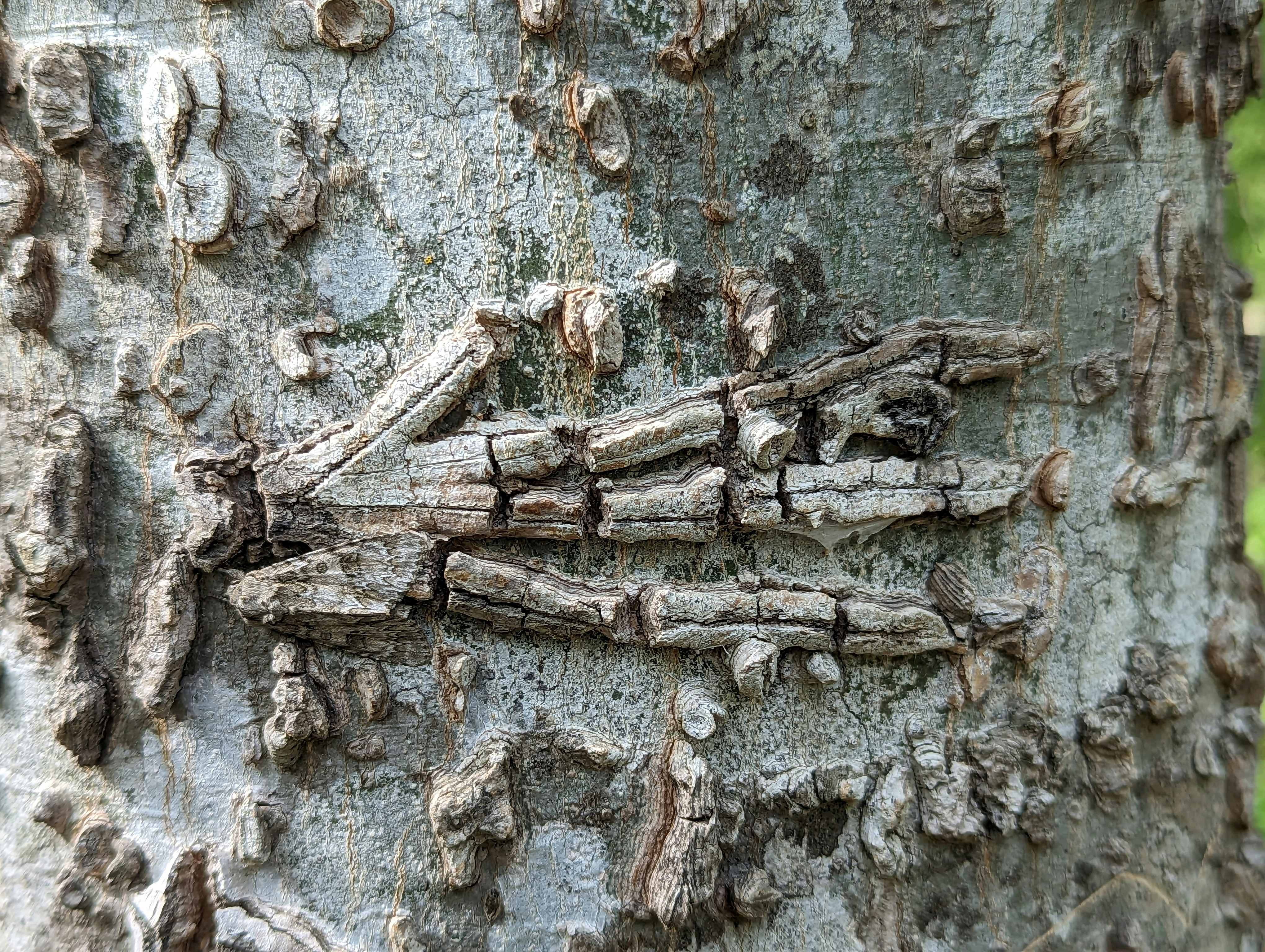 a close up of a tree trunk with bark