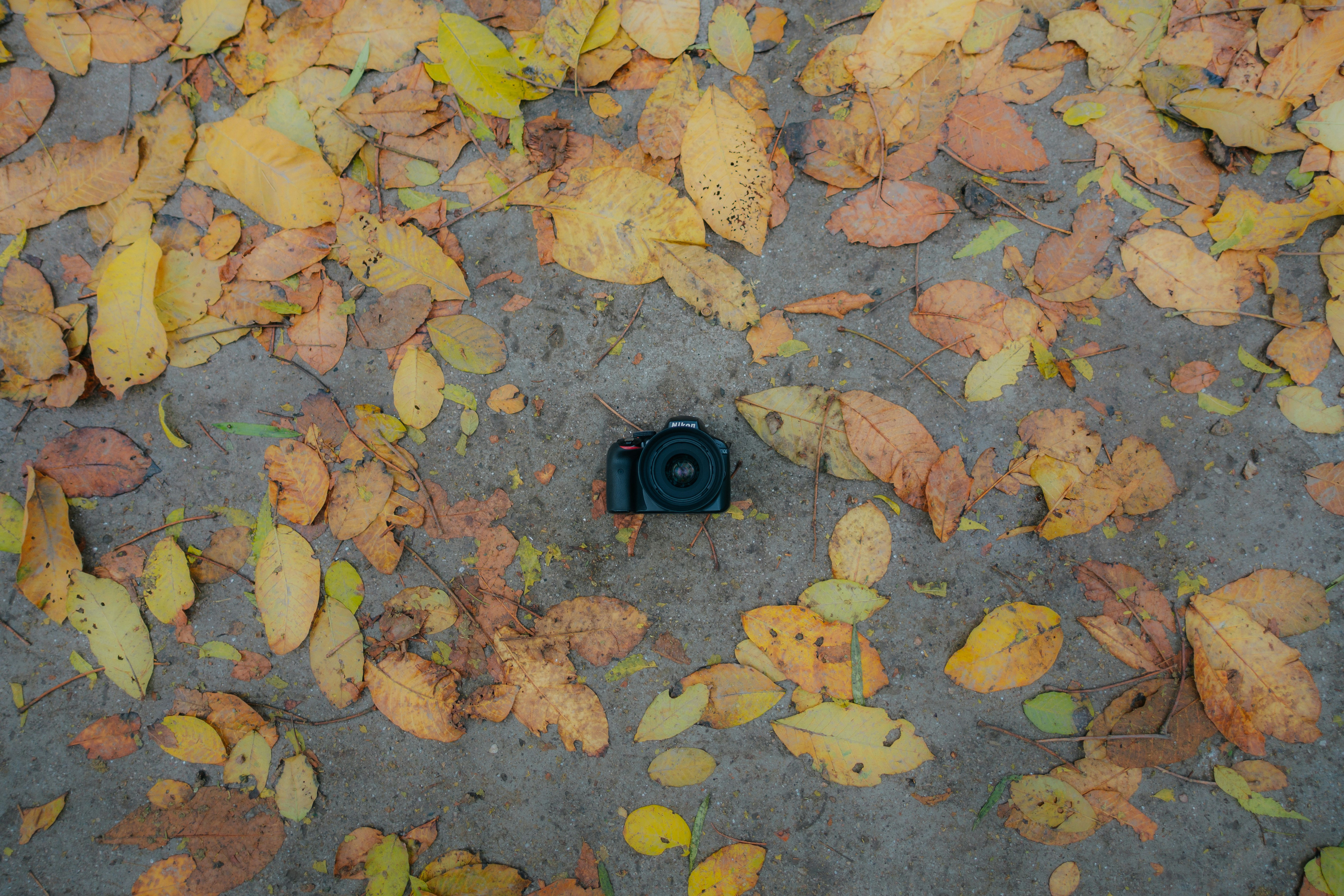 Autumn Centerpiece: A Compact Camera Quietly Reposes on Leaf-Covered Concrete
