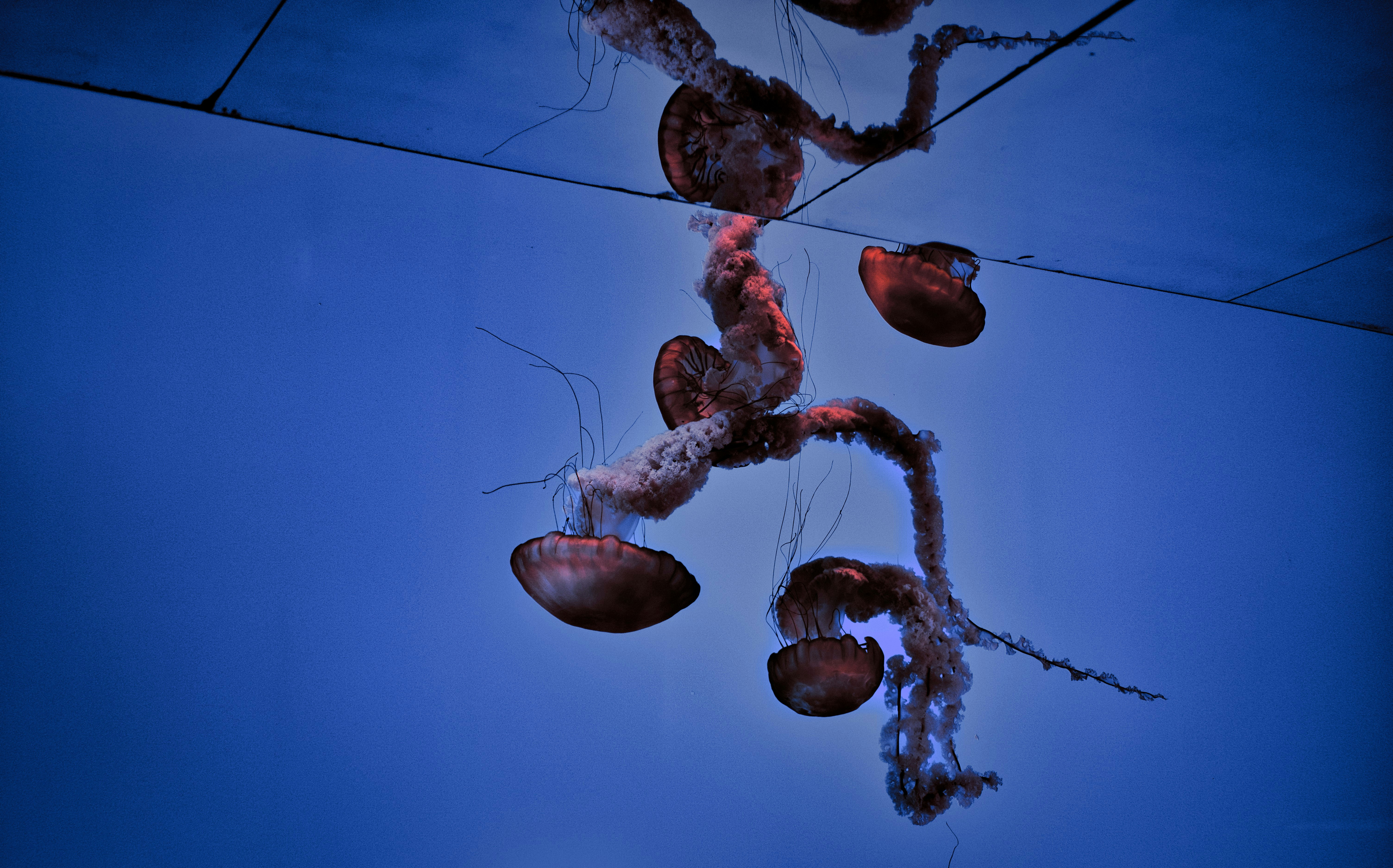 A group of jellyfish floating in the air photo – Free Canada Image on ...