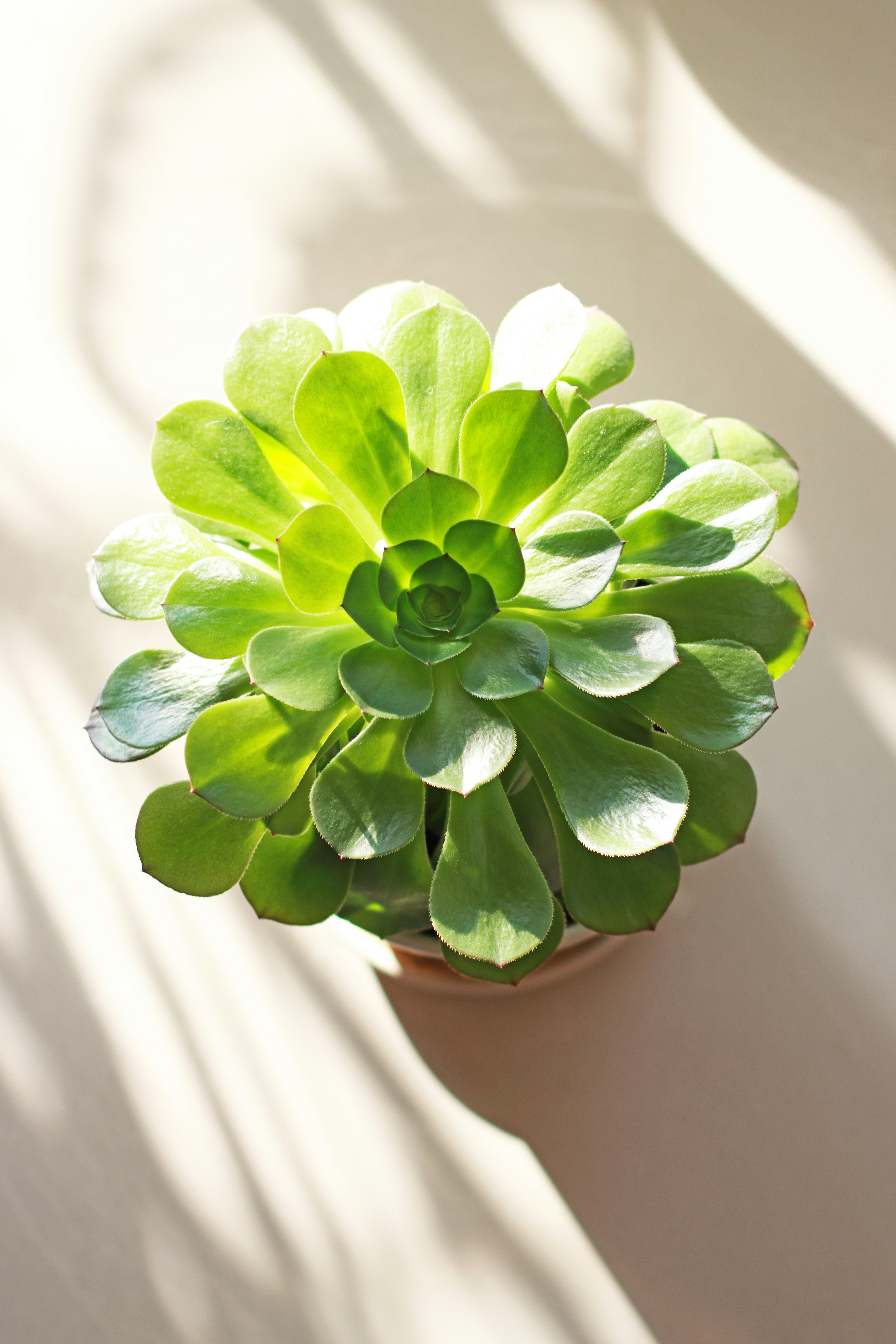 Sunlit Rosette: A Green Succulent Flourish in Window Light
