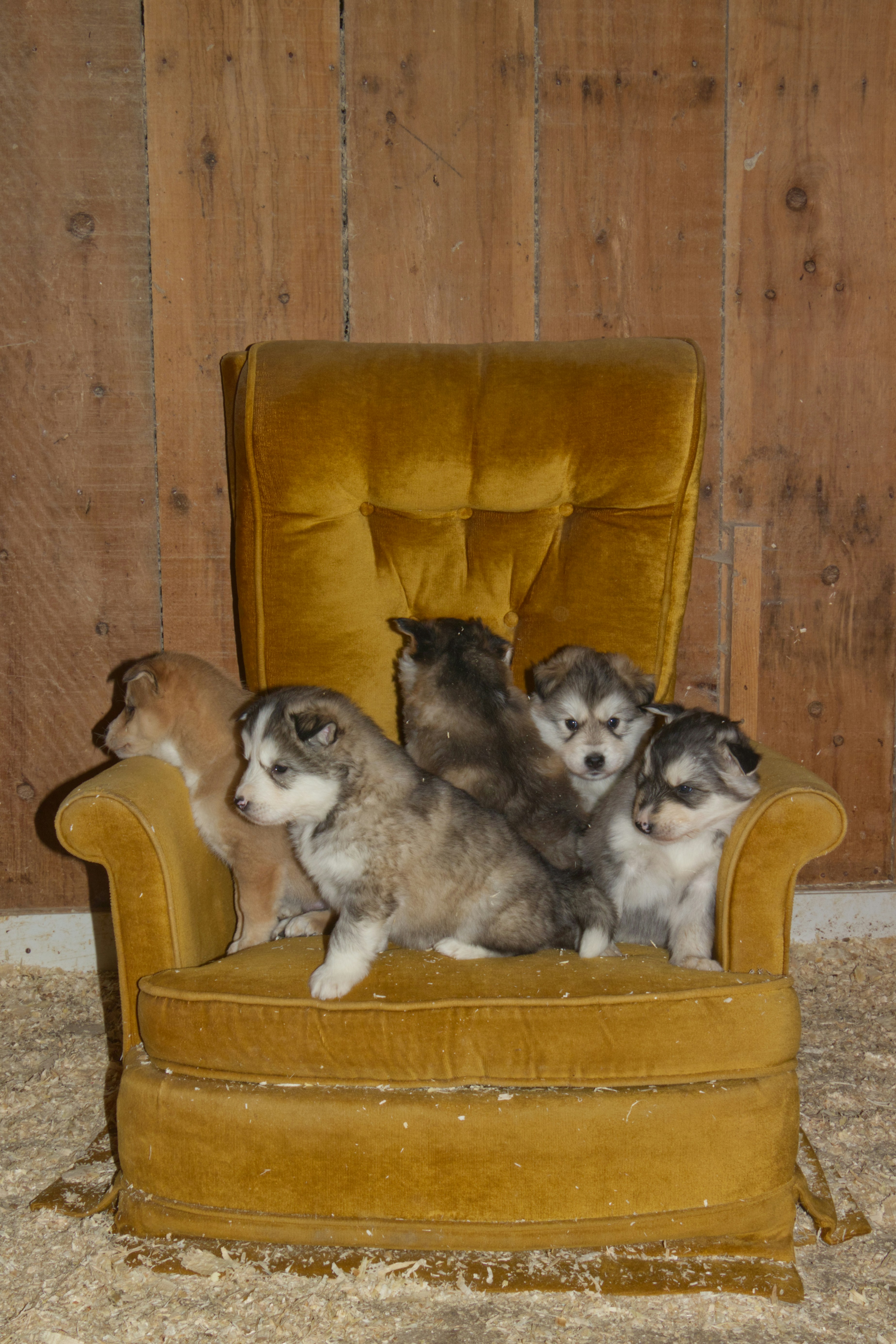 Mustard Velvet Throne: A Litter of Puppies Crowding a Vintage Armchair