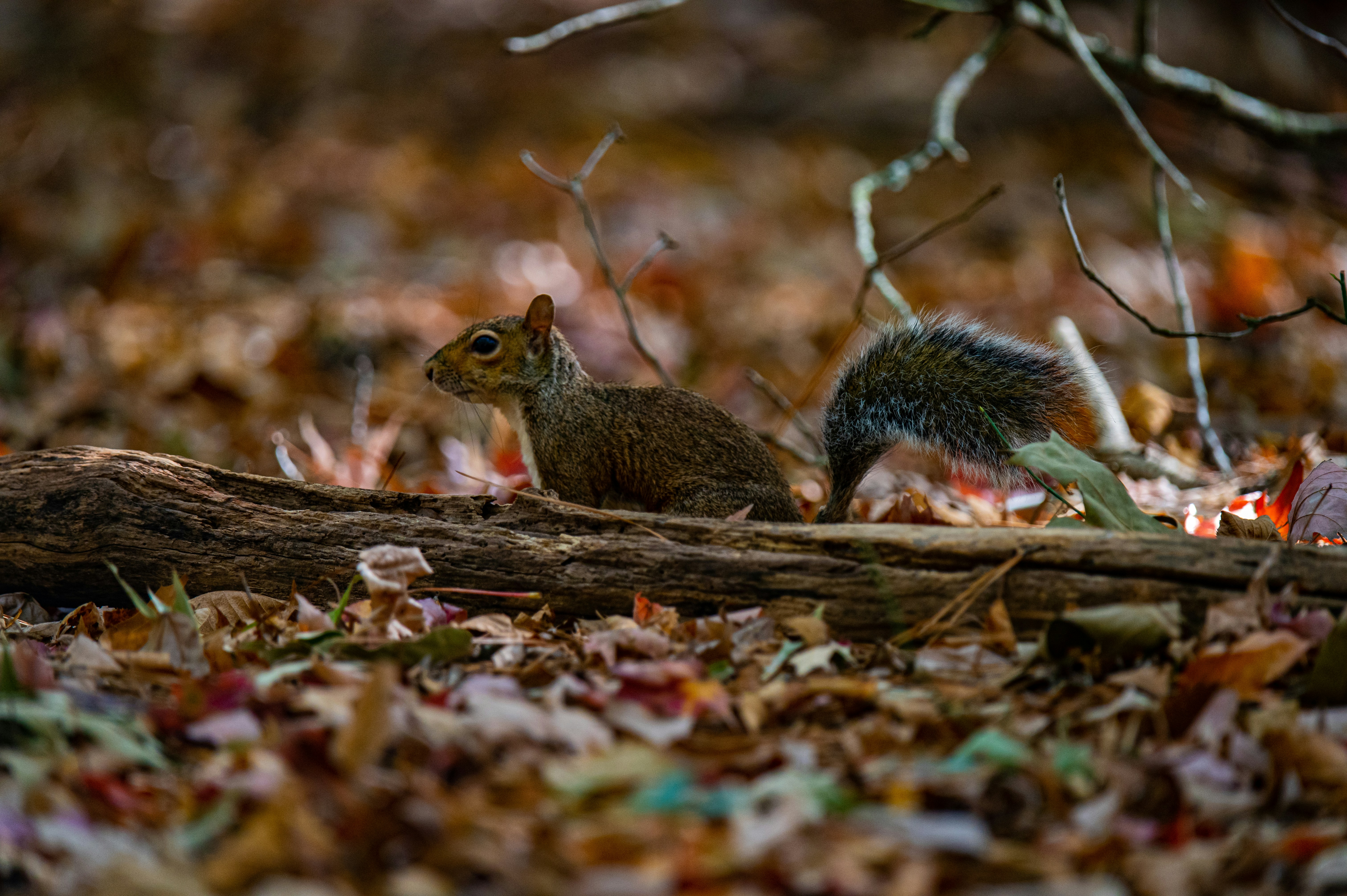 Autumn sentinel: a squirrel pauses on a sunlit log