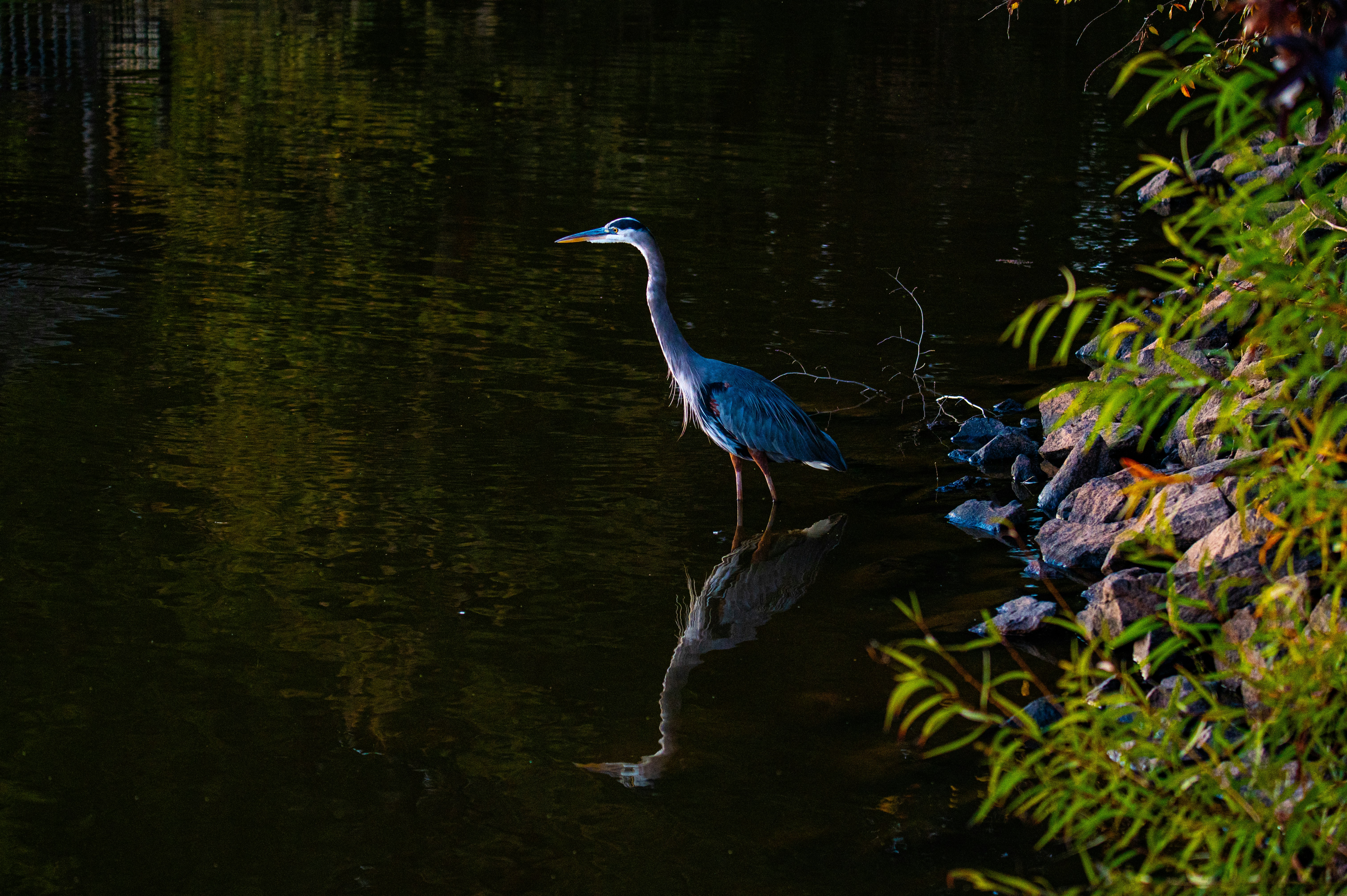 a bird is standing in the water near the shore
