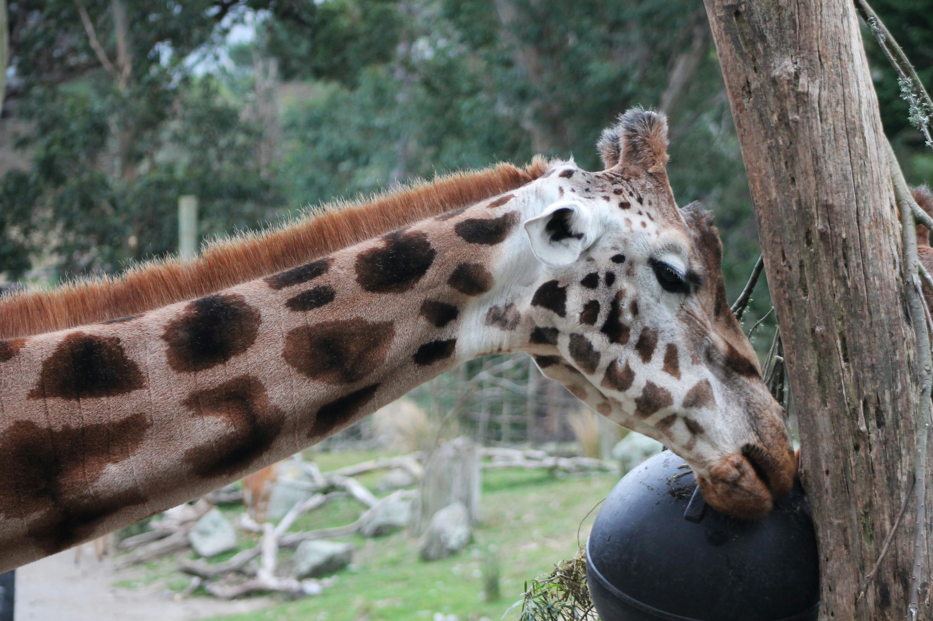 Giraffe Nuzzle at the Wooden Fence: A Quiet Enclosure Moment