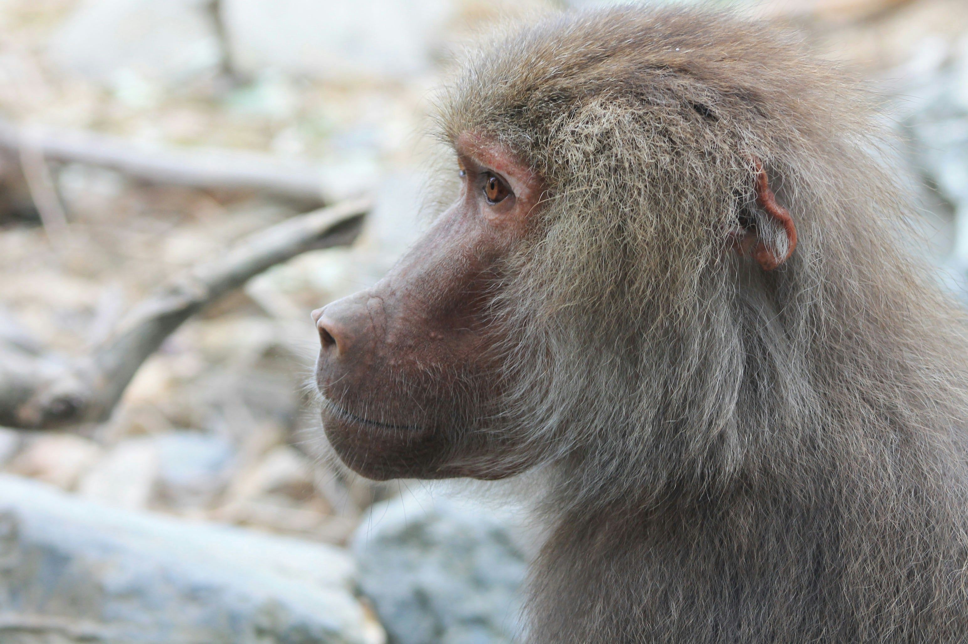 Gaze on Granite: Close-Up Profile of a Baboon in Dappled Light