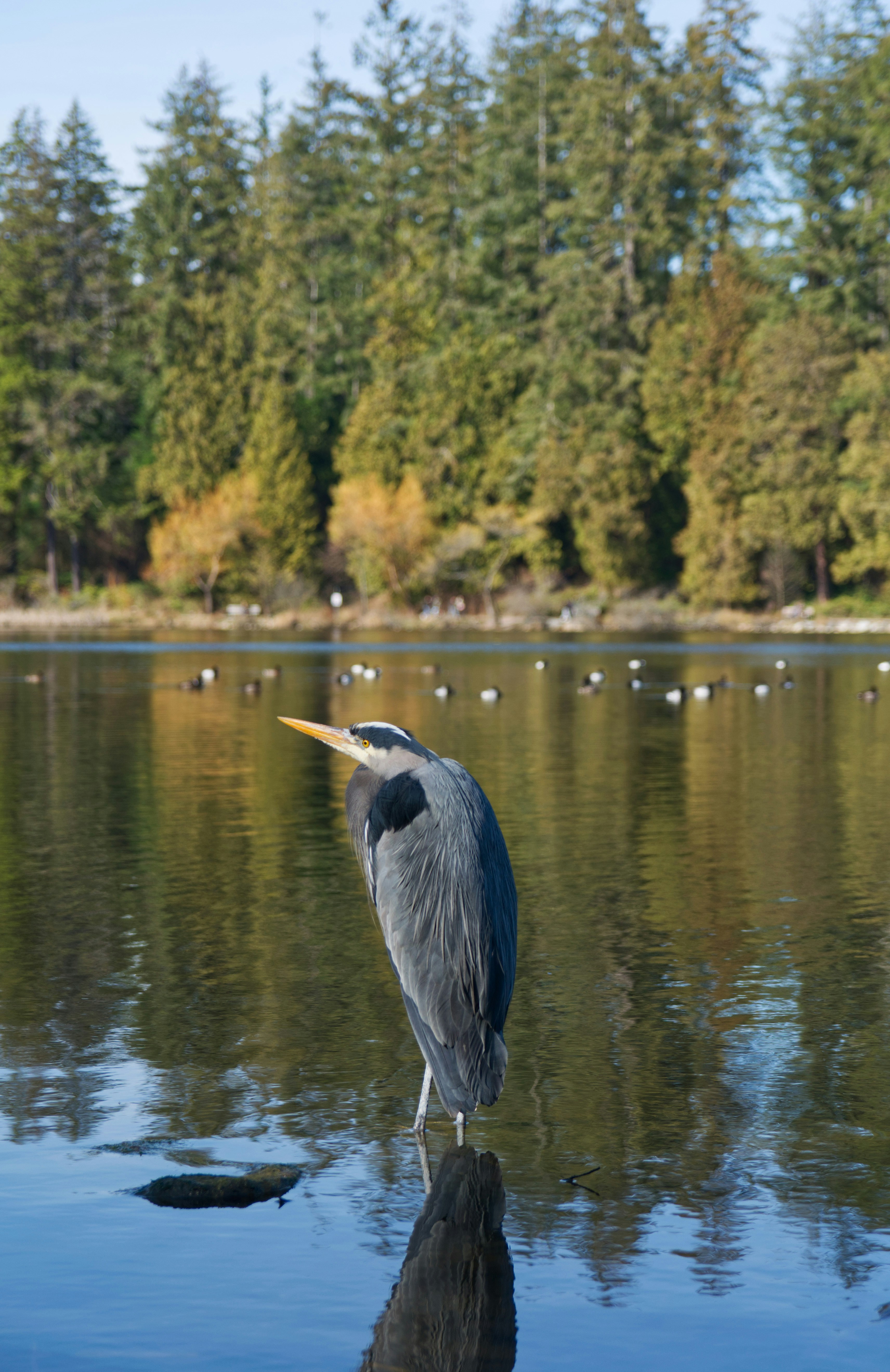 Grey Heron on a Log Amid Lake Reflections