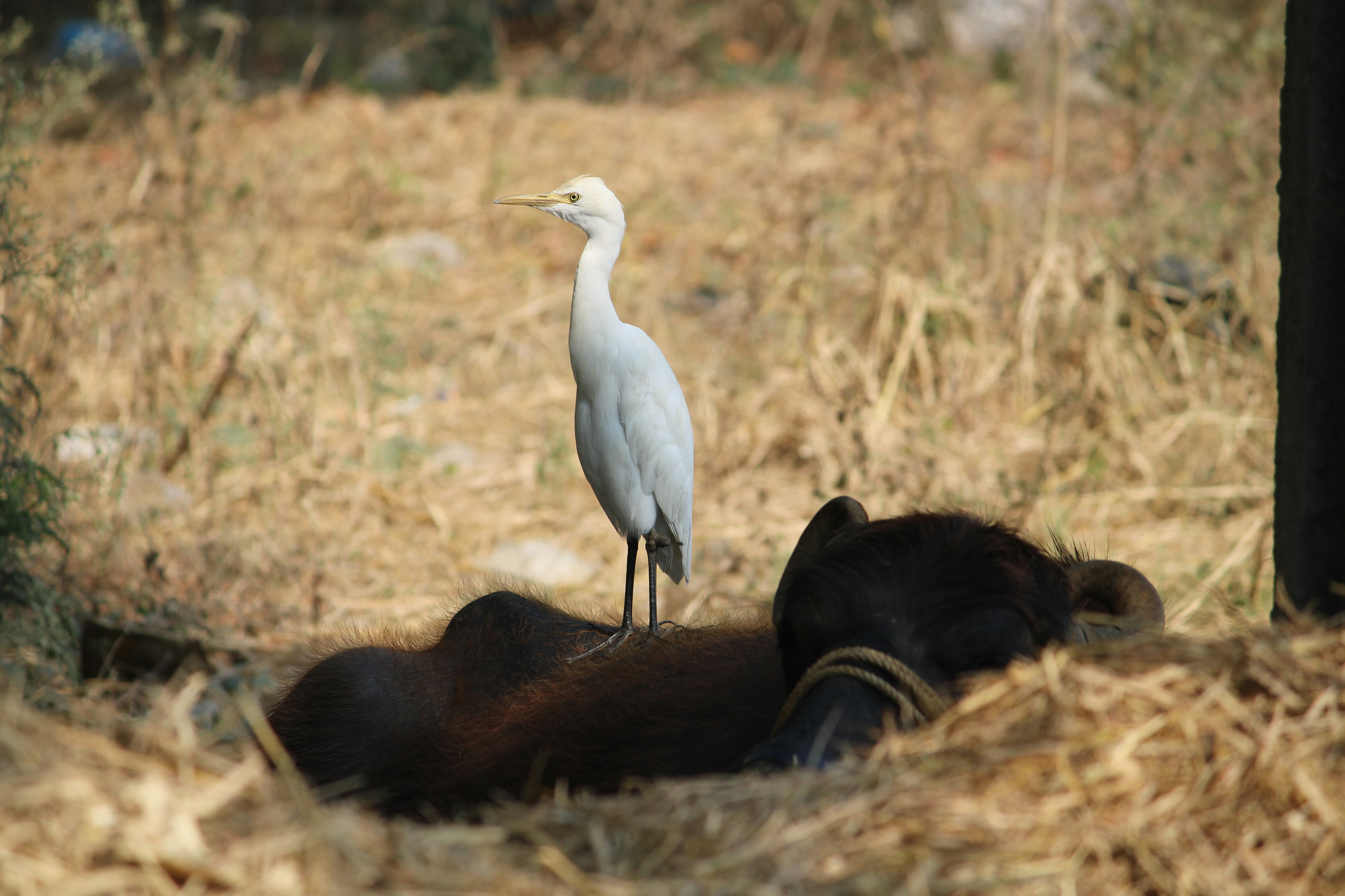 Standby Sentinel: A White Heron Among Hay and Shadowed Bovine