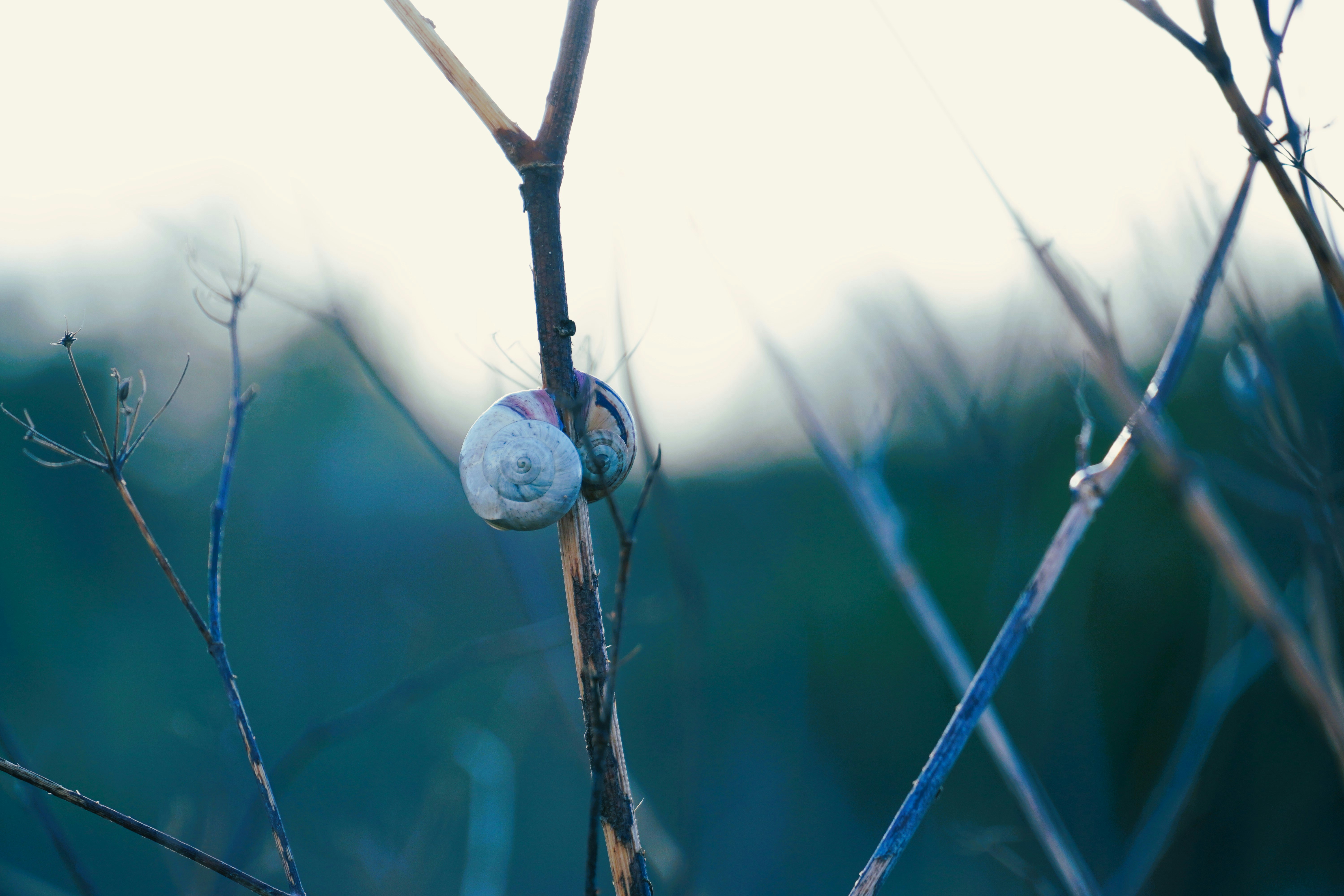 A bird is perched on a tree branch photo – Free Fibonacci spiral Image ...