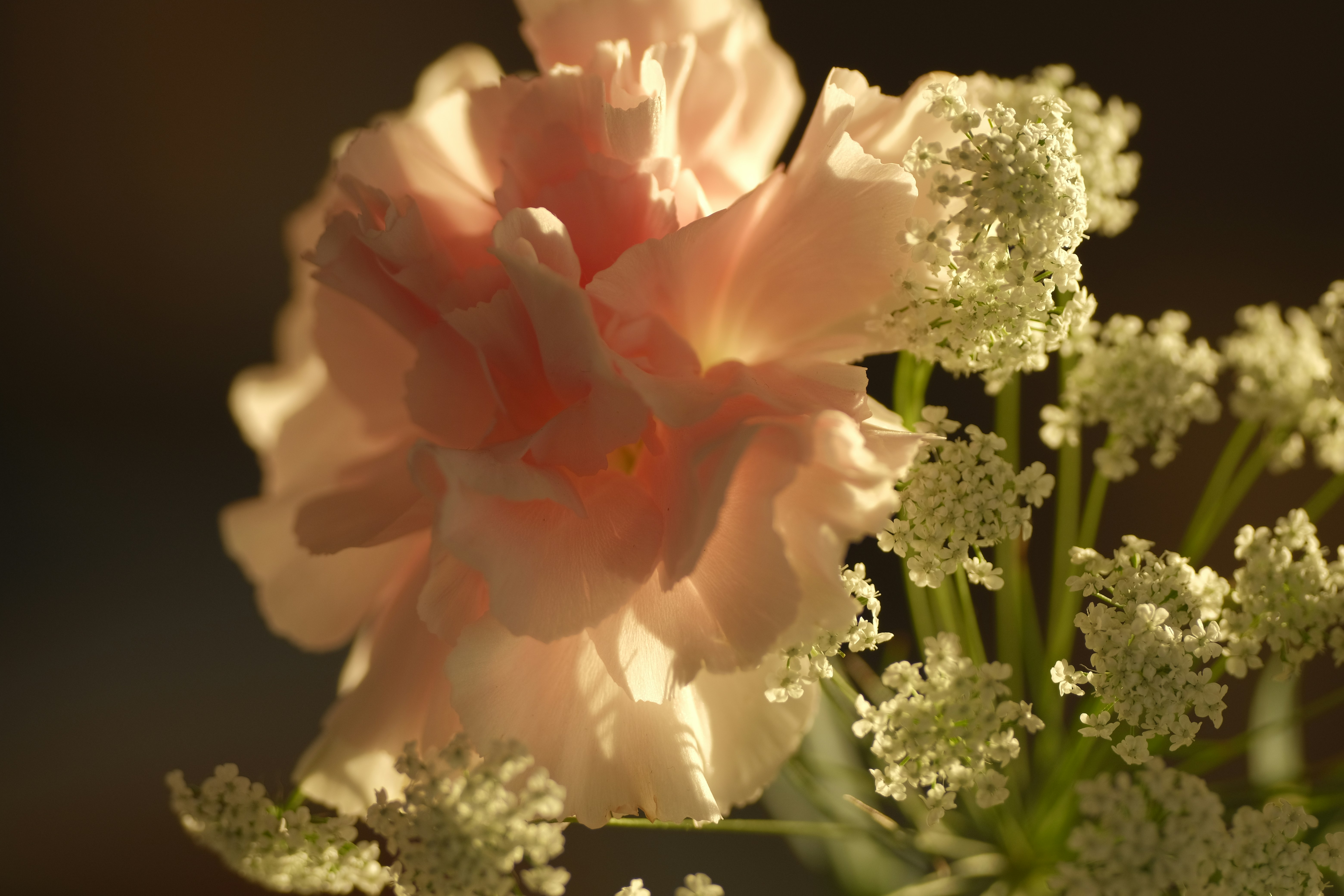 Amber Backlight Illuminates a Pink Carnation with Gypsophila