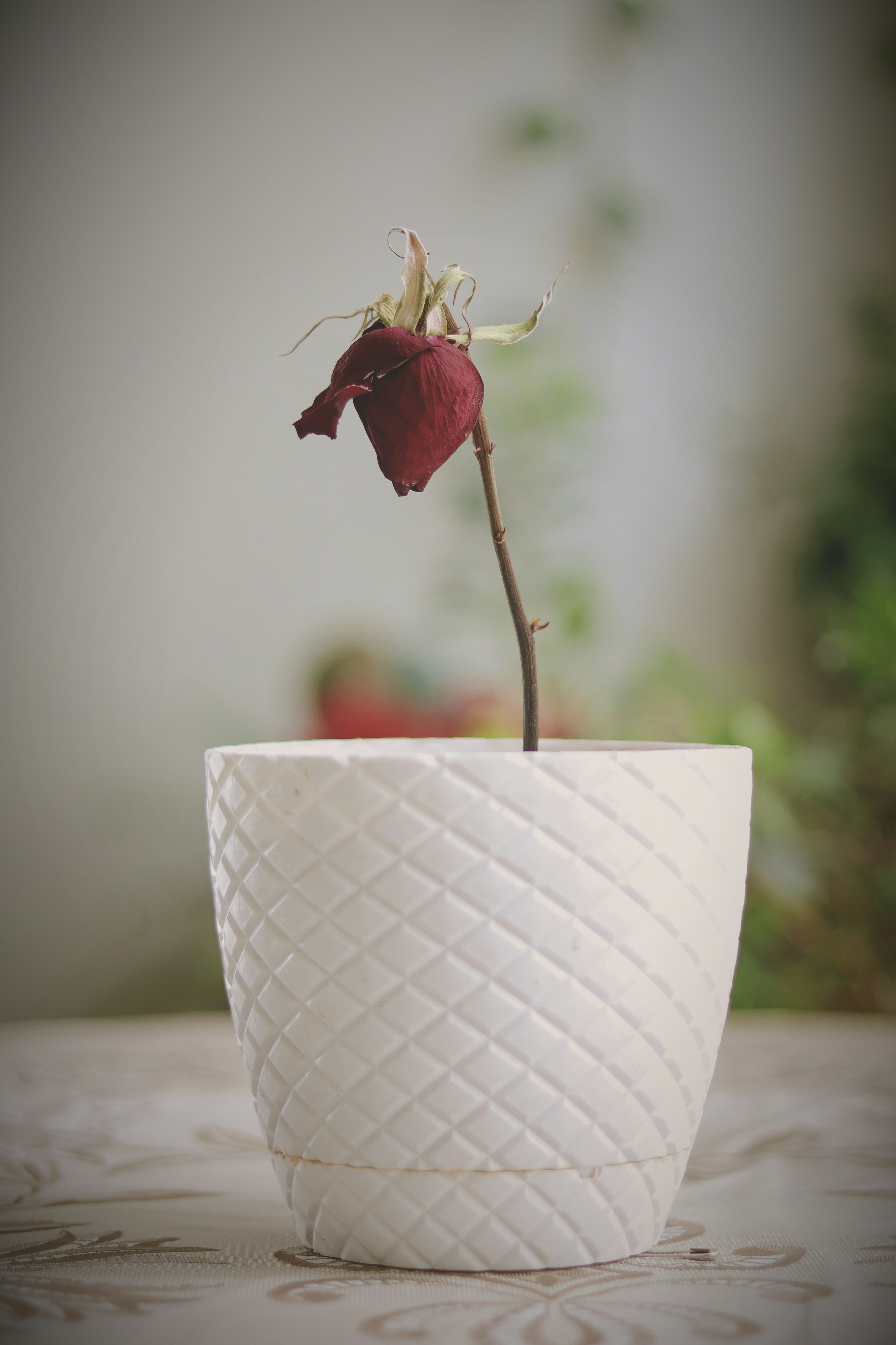 Cradled Rose: a withered bloom in a textured white pot