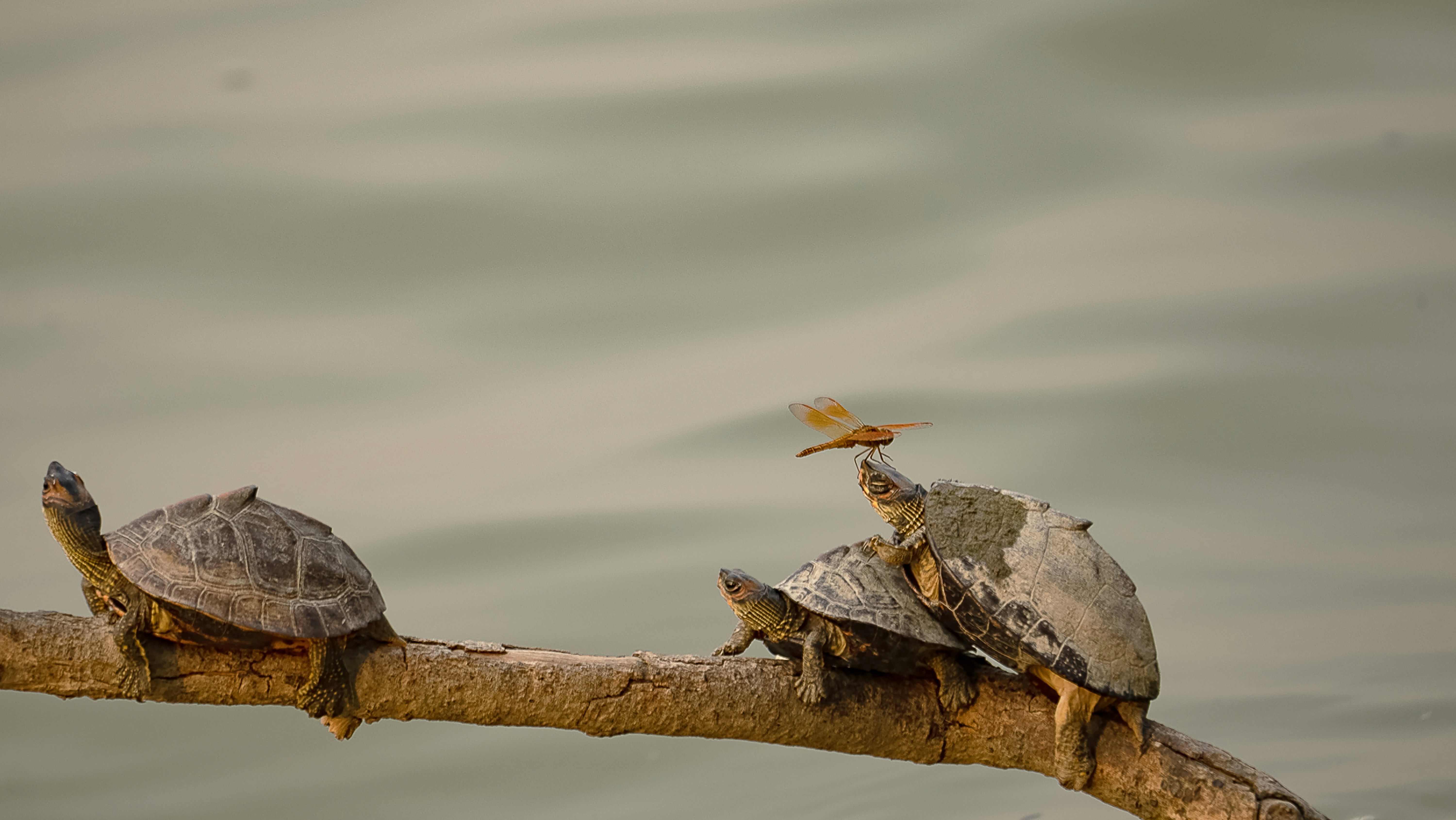 A group of turtles sitting on top of a tree branch photo – Free Animal ...