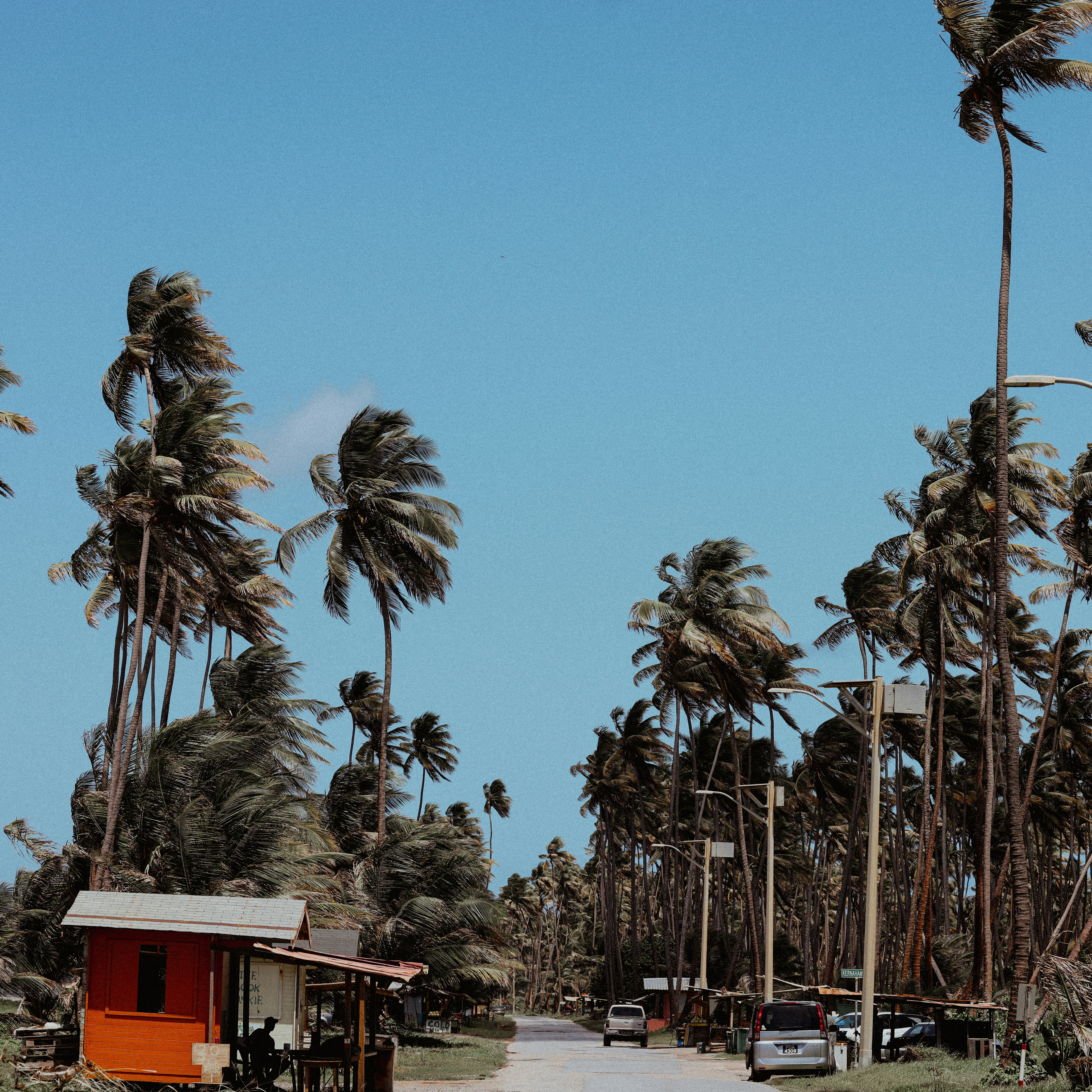 Red Cabin Along a Palm-Shaded Lane Under a Bright Coastal Sky